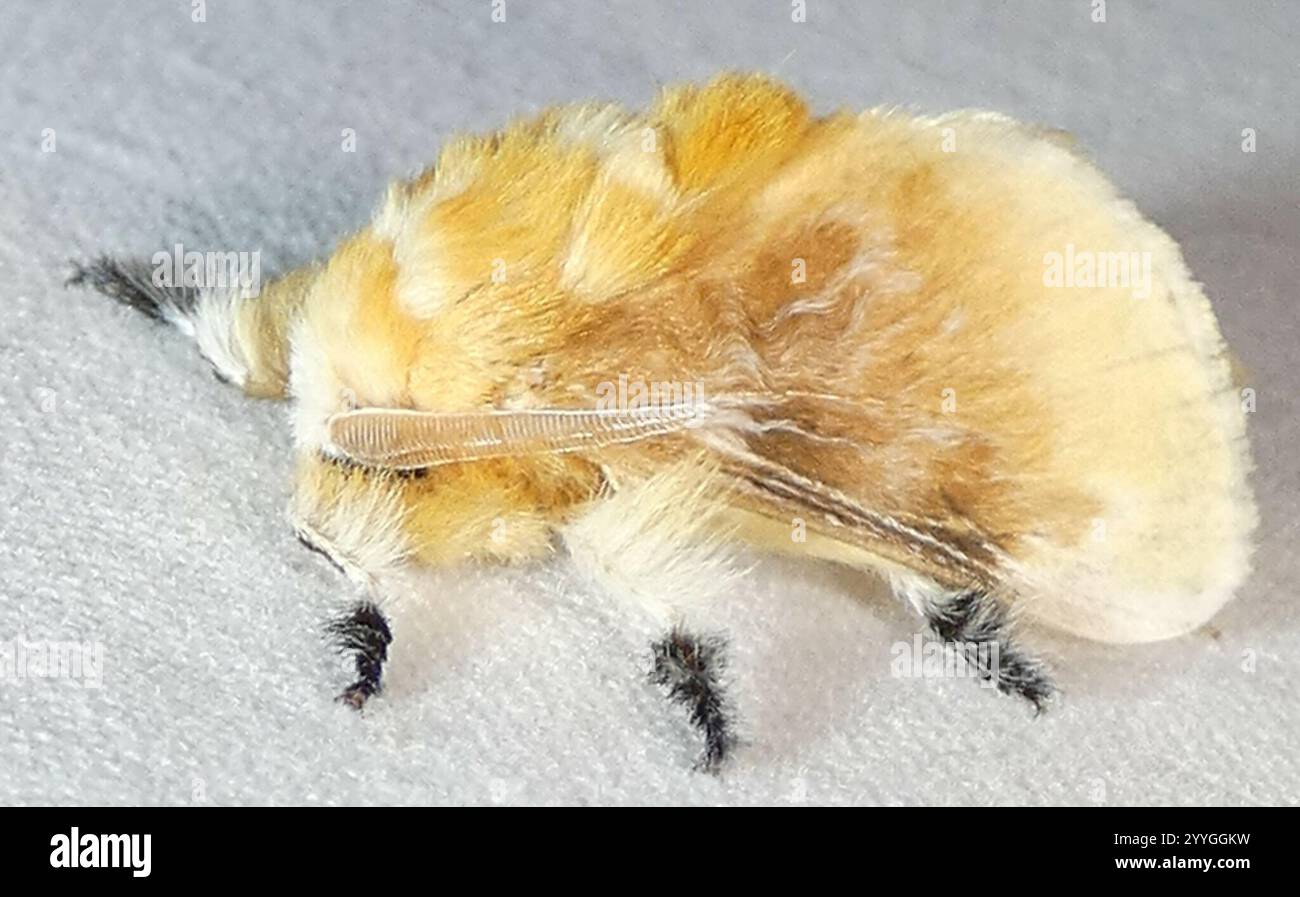Southern Flannel Moth (Megalopyge opercularis Stock Photo - Alamy