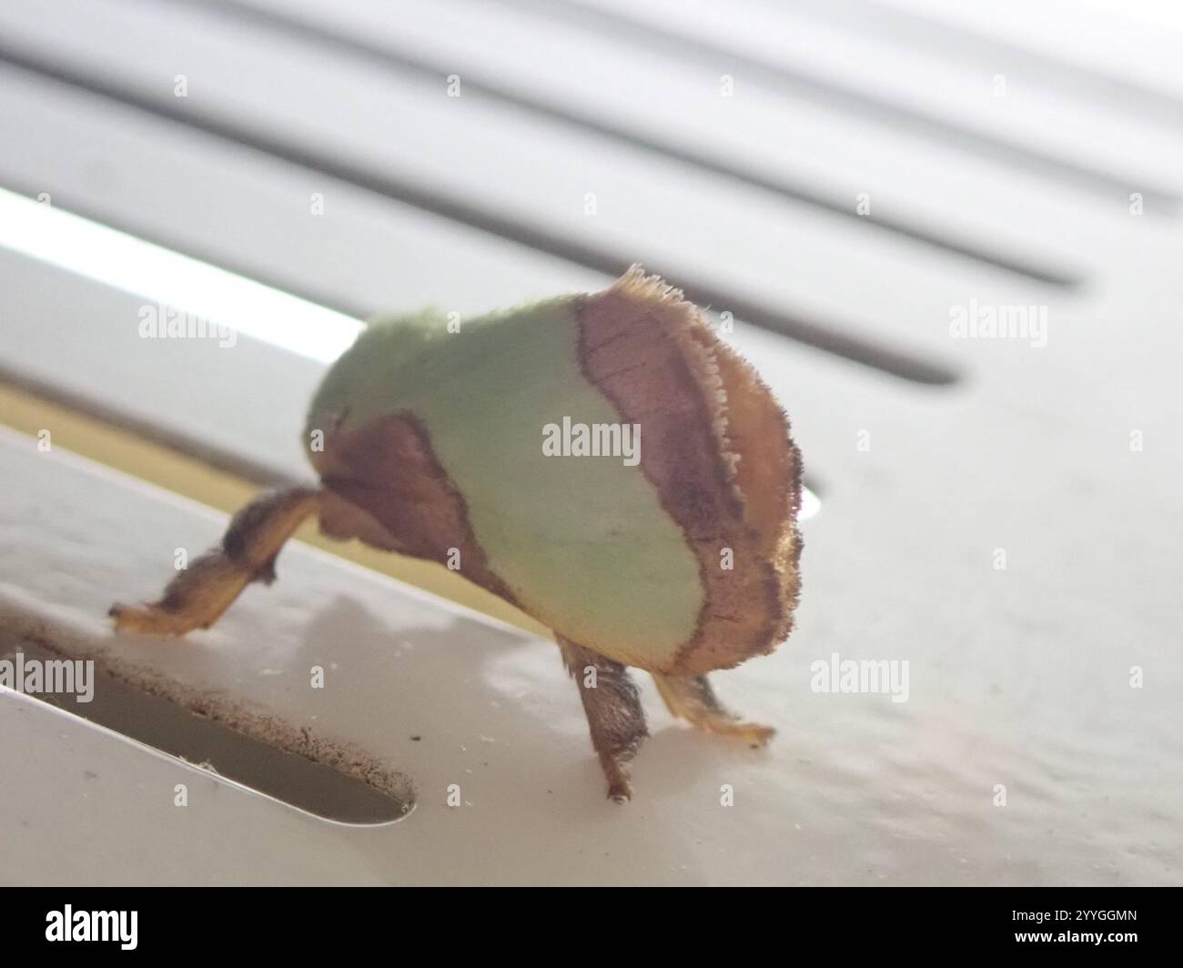 Rose caterpillar hi-res stock photography and images - Alamy