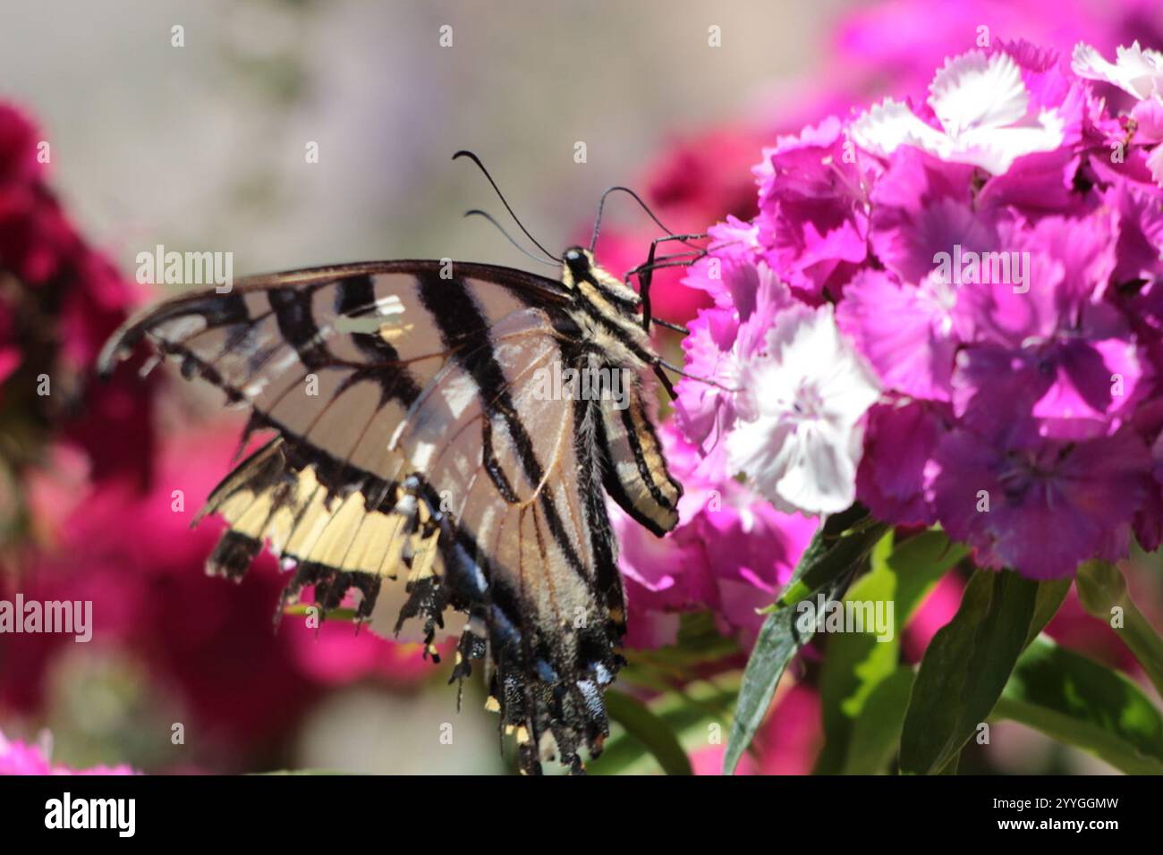 Western Tiger Swallowtail (Papilio rutulus Stock Photo - Alamy