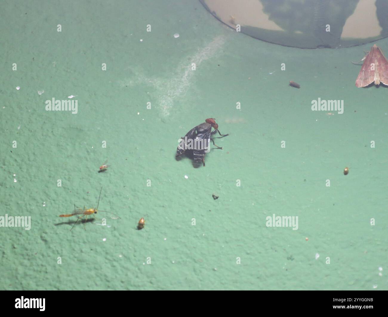 Signal Flies (Platystomatidae Stock Photo - Alamy