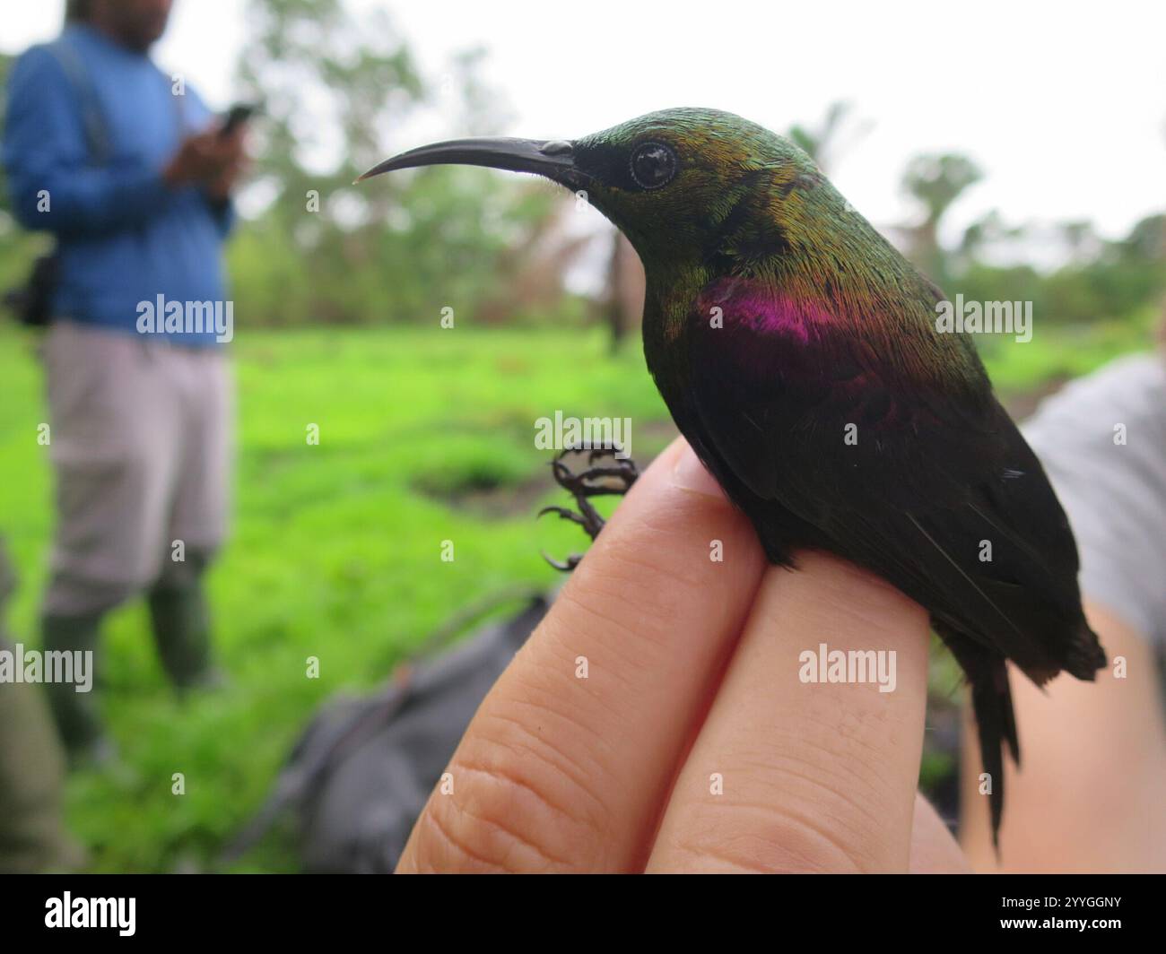 Copper Sunbird (Cinnyris cupreus Stock Photo - Alamy
