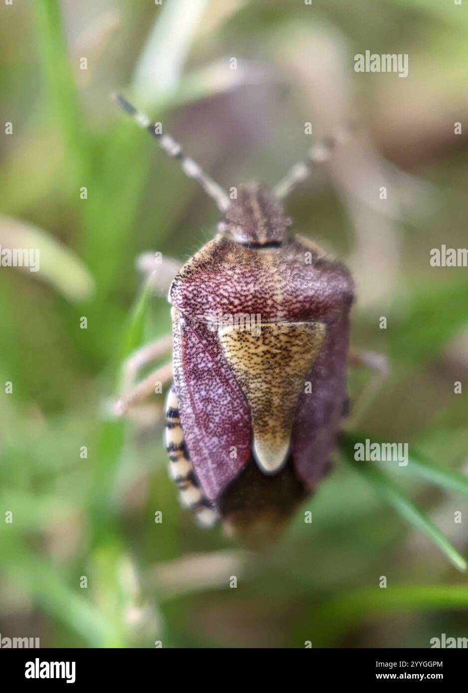 Sloe Bug (Dolycoris baccarum Stock Photo - Alamy