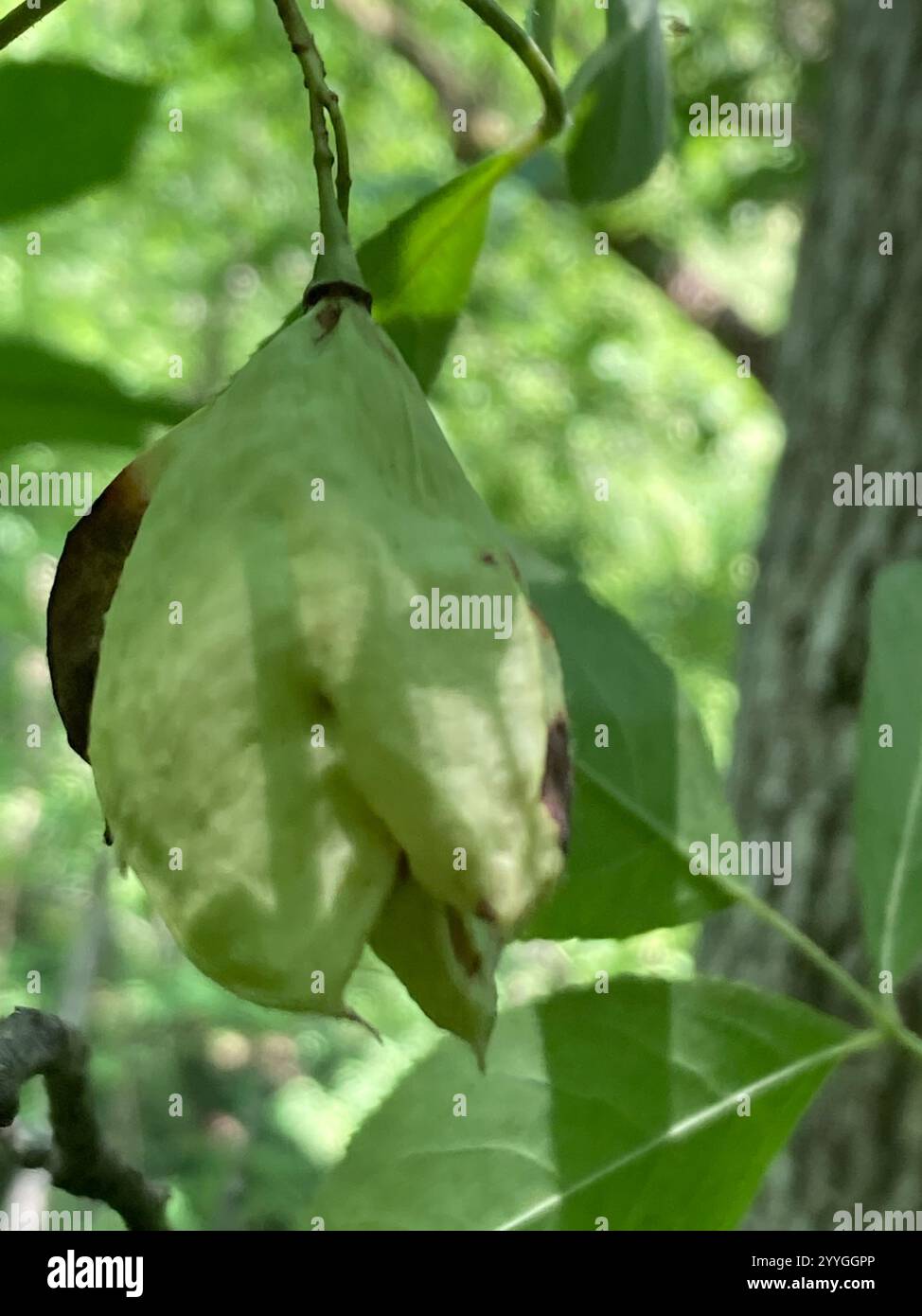 American bladdernut (Staphylea trifolia Stock Photo - Alamy
