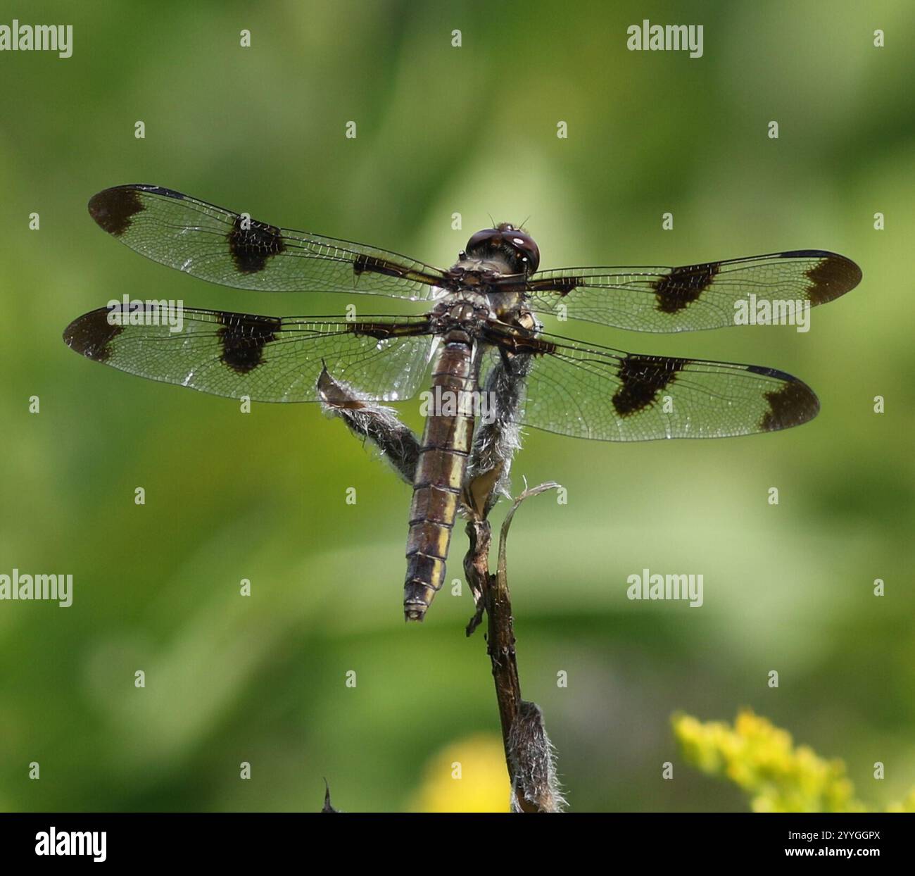 Twelve-spotted Skimmer (Libellula pulchella Stock Photo - Alamy