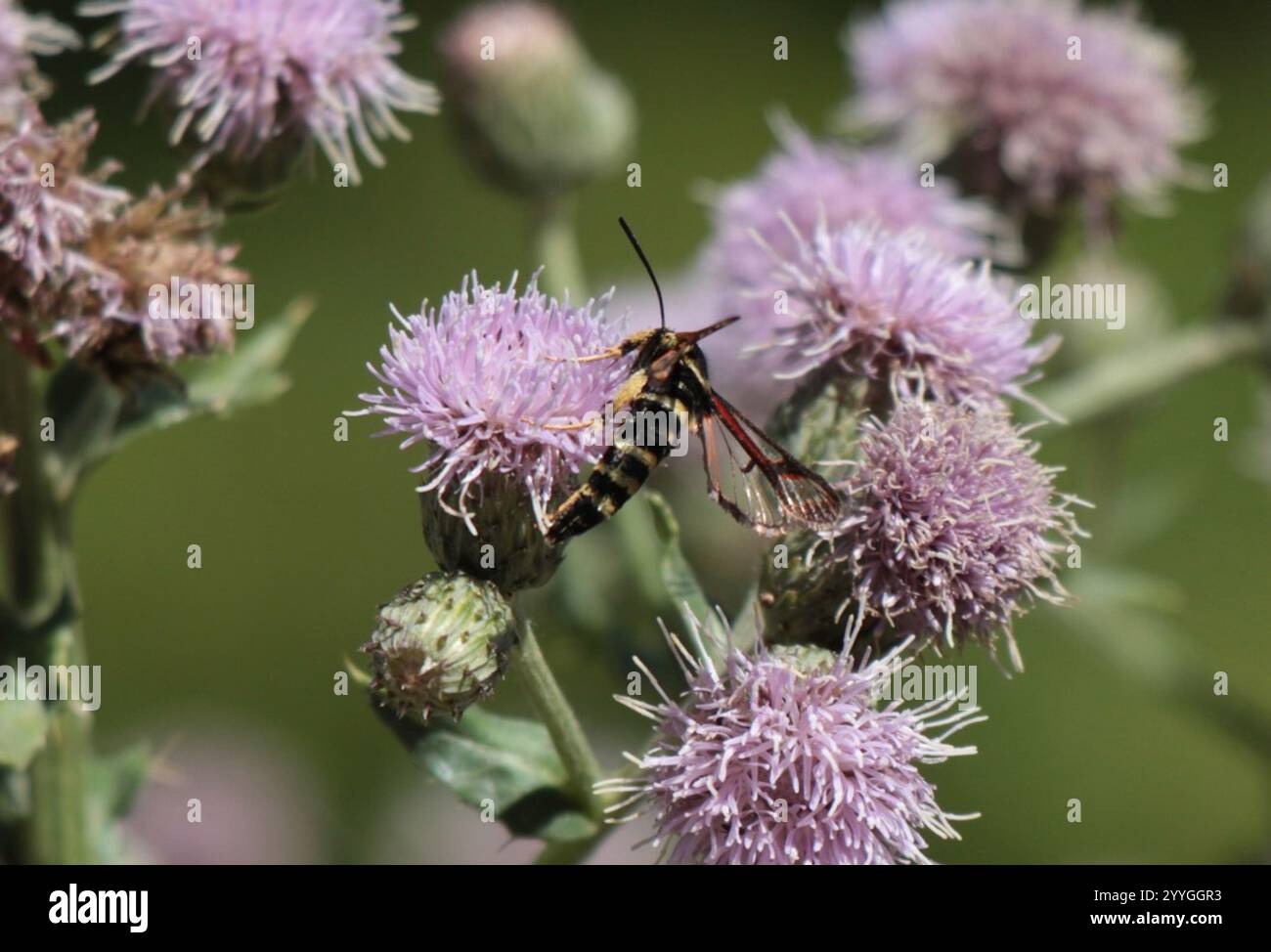 Fireweed Clearwing Moth (Albuna pyramidalis Stock Photo - Alamy