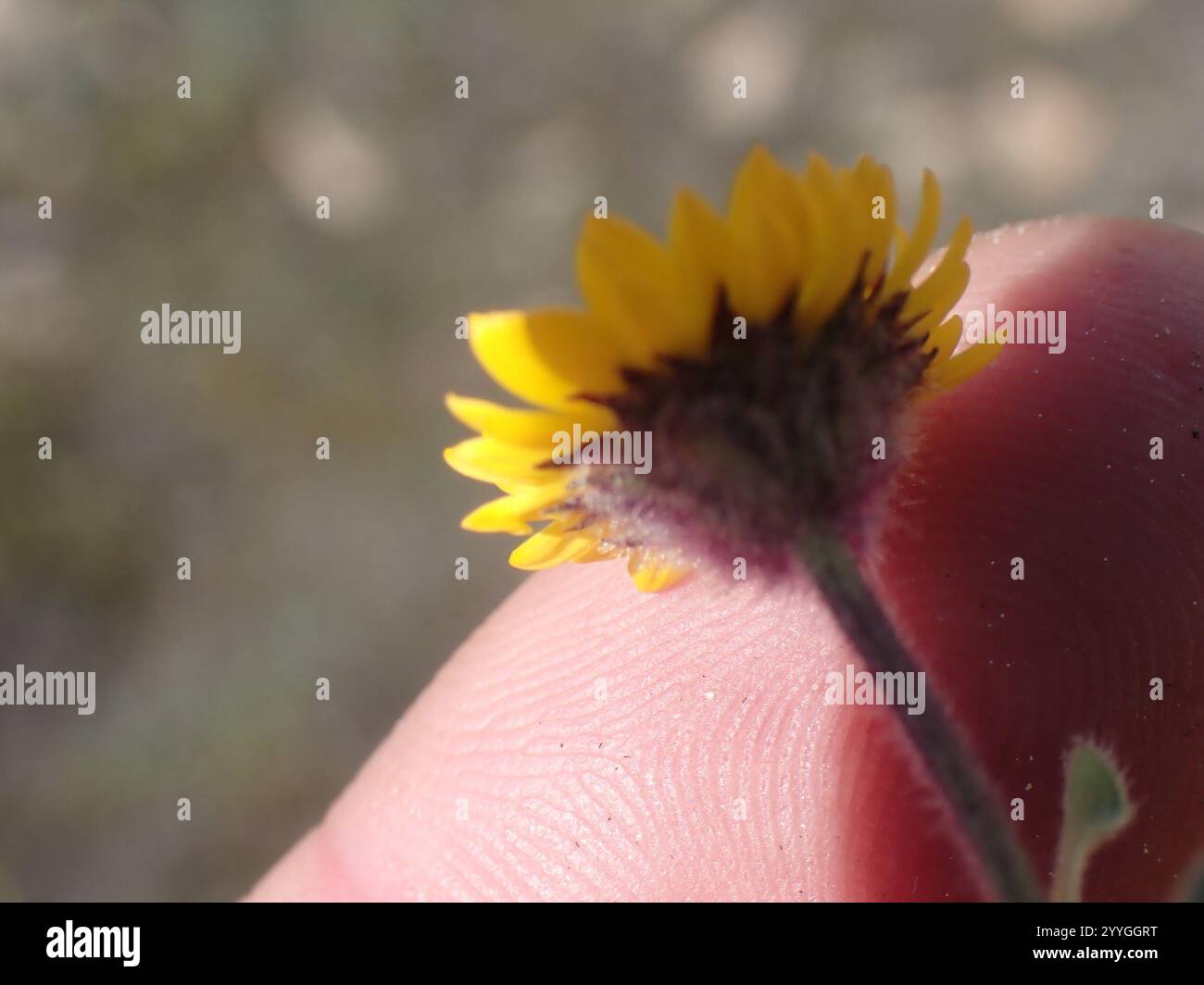 Alpine Yellow Fleabane (Erigeron aureus Stock Photo - Alamy