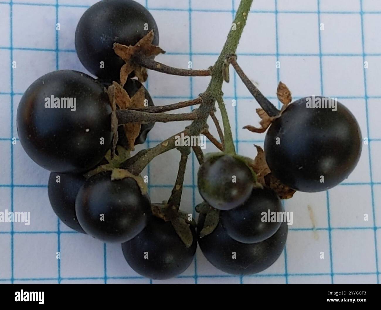 greenspot nightshade (Solanum douglasii Stock Photo - Alamy