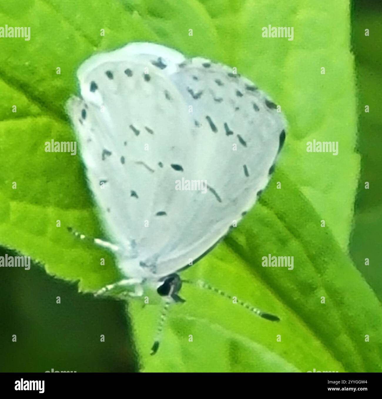 Summer Azure (Celastrina neglecta Stock Photo - Alamy