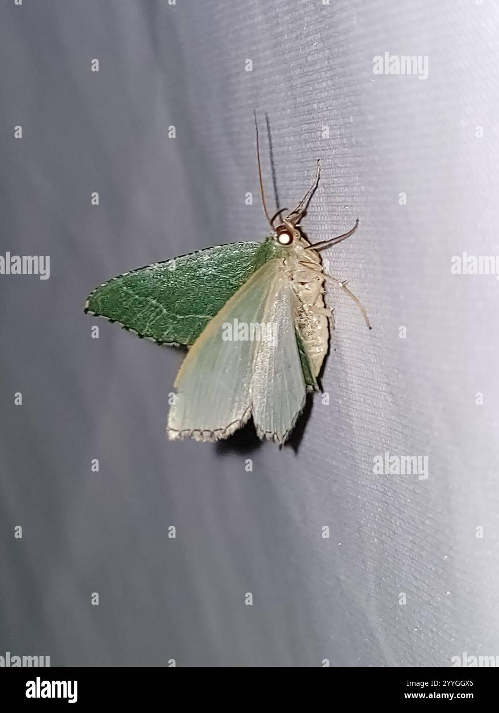Common Emerald (Hemithea aestivaria Stock Photo - Alamy