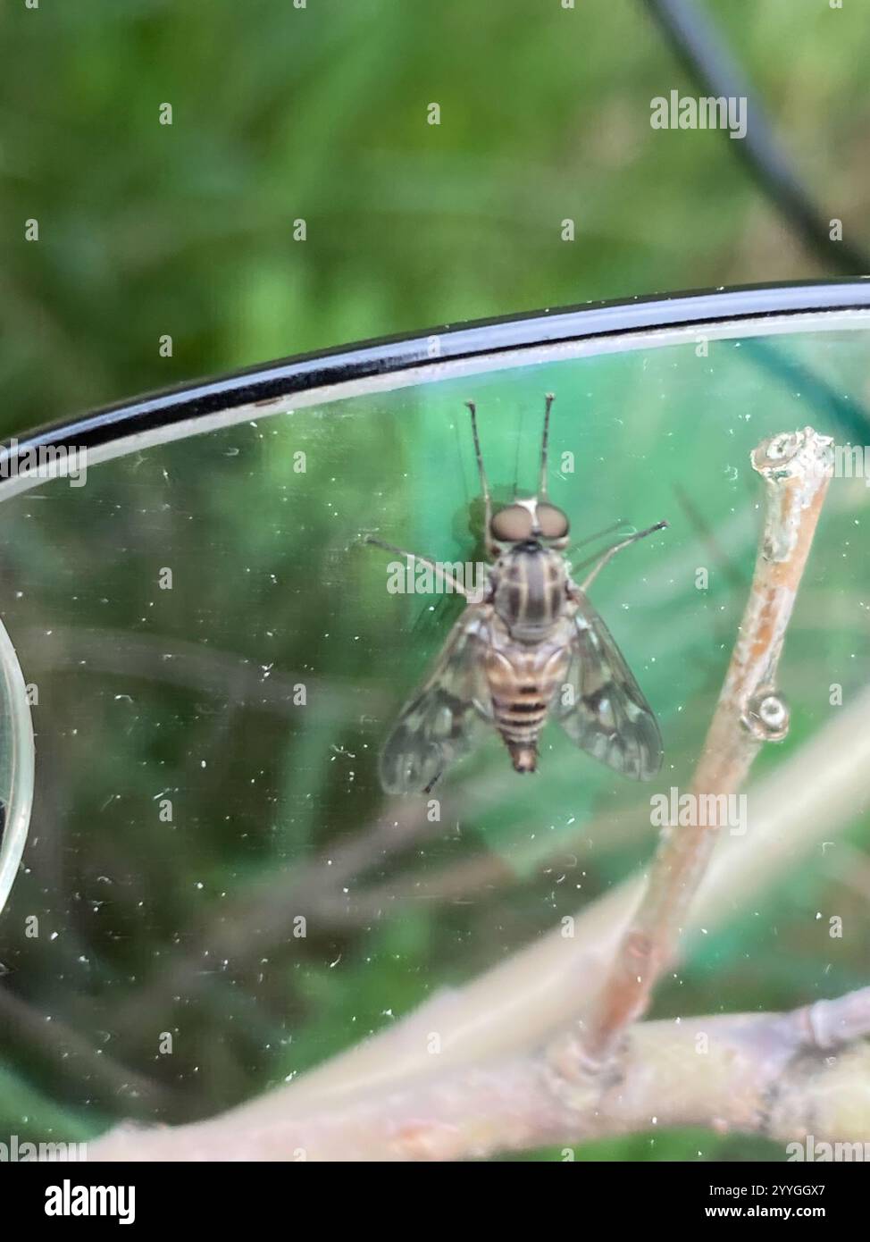 Athericidae hi-res stock photography and images - Alamy