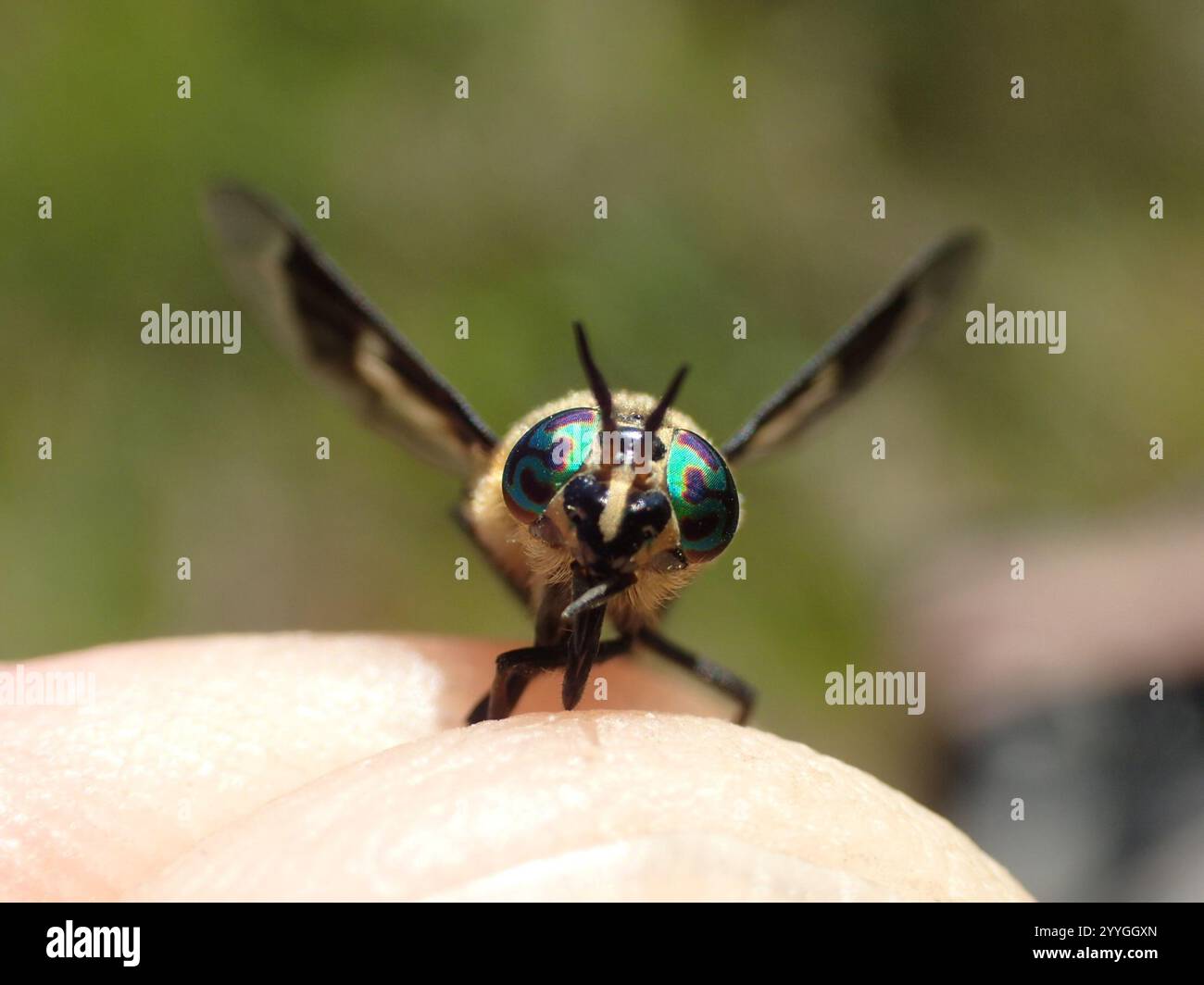 Bothersome hi-res stock photography and images - Alamy