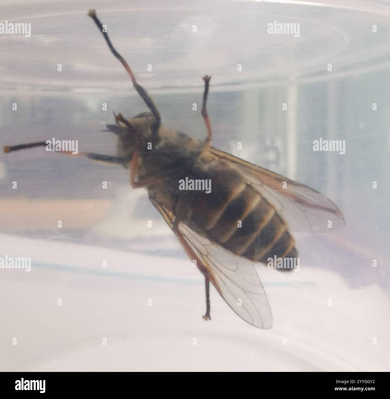 Dark Giant Horse Fly (Tabanus sudeticus Stock Photo - Alamy