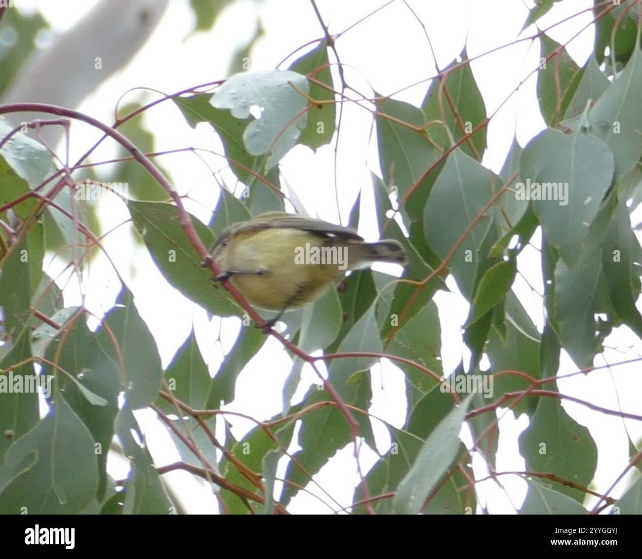 Weebill hi-res stock photography and images - Alamy