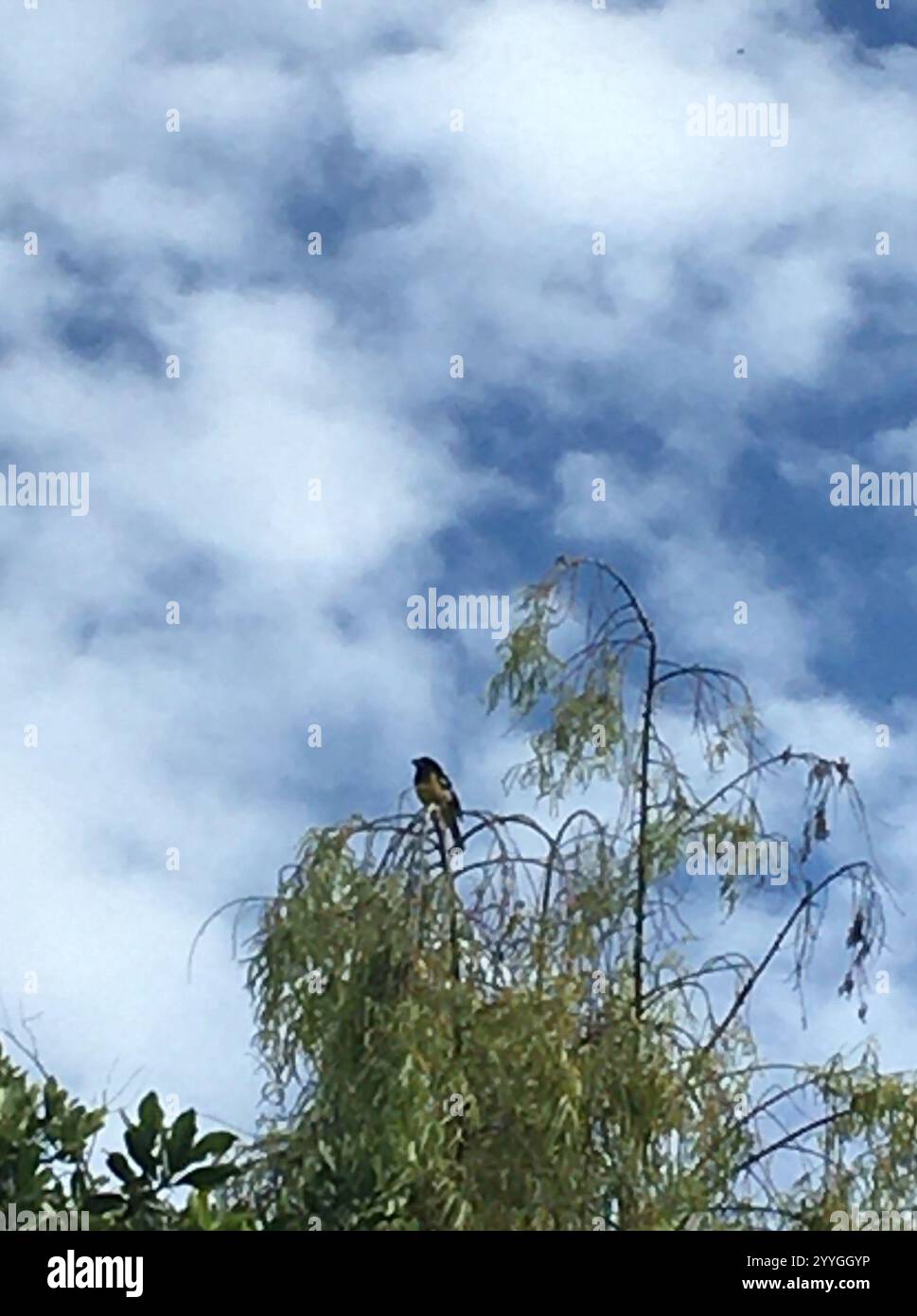 Black-backed Grosbeak (Pheucticus aureoventris Stock Photo - Alamy