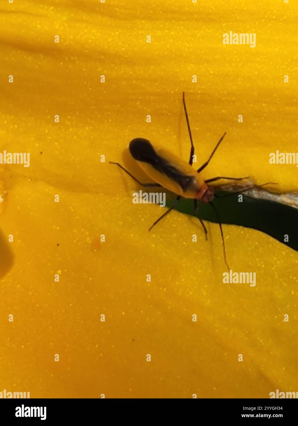 Scarlet Plant Bugs (Lopidea Stock Photo - Alamy