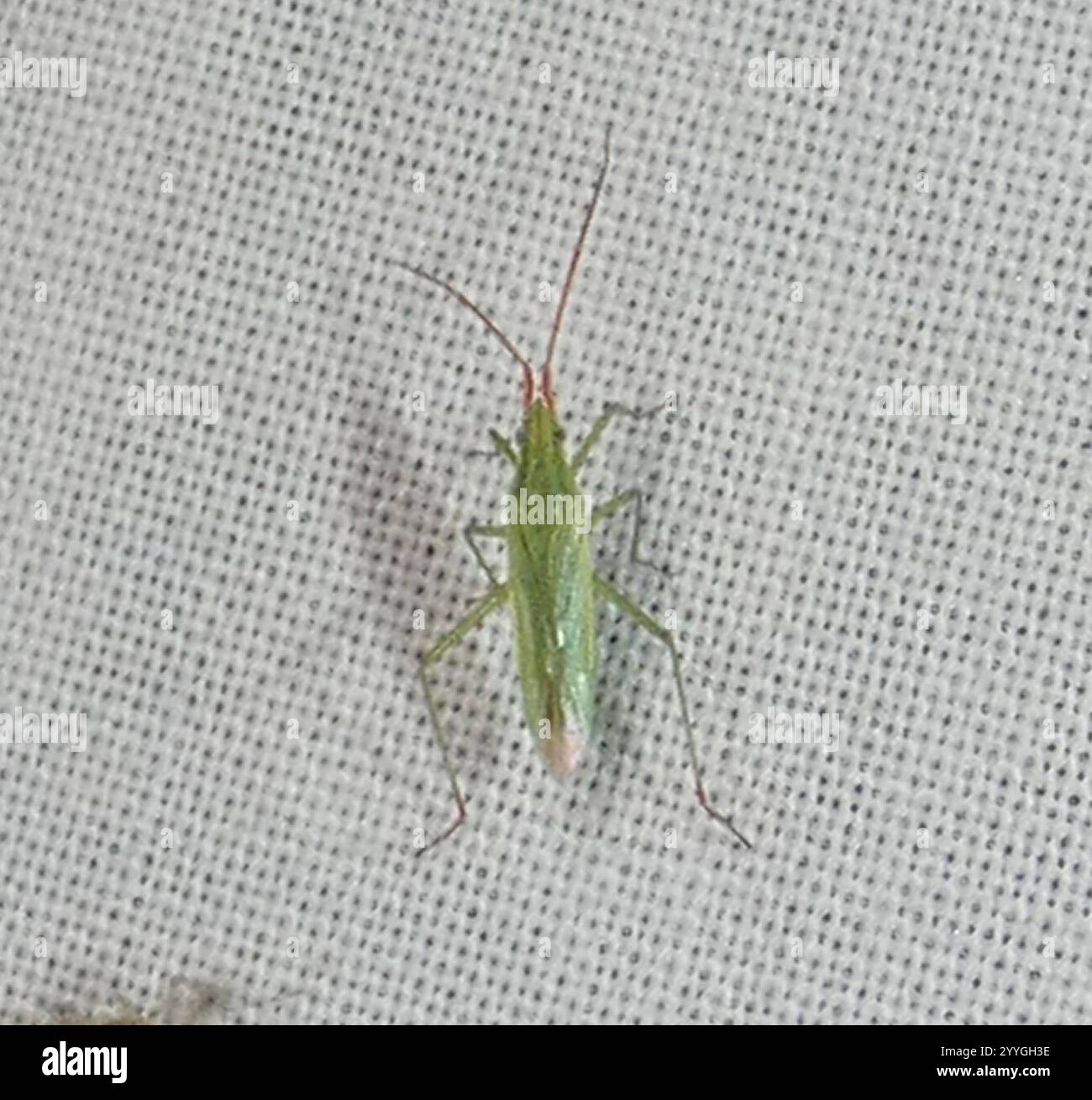 Rice Leaf Bug (Trigonotylus caelestialium Stock Photo - Alamy