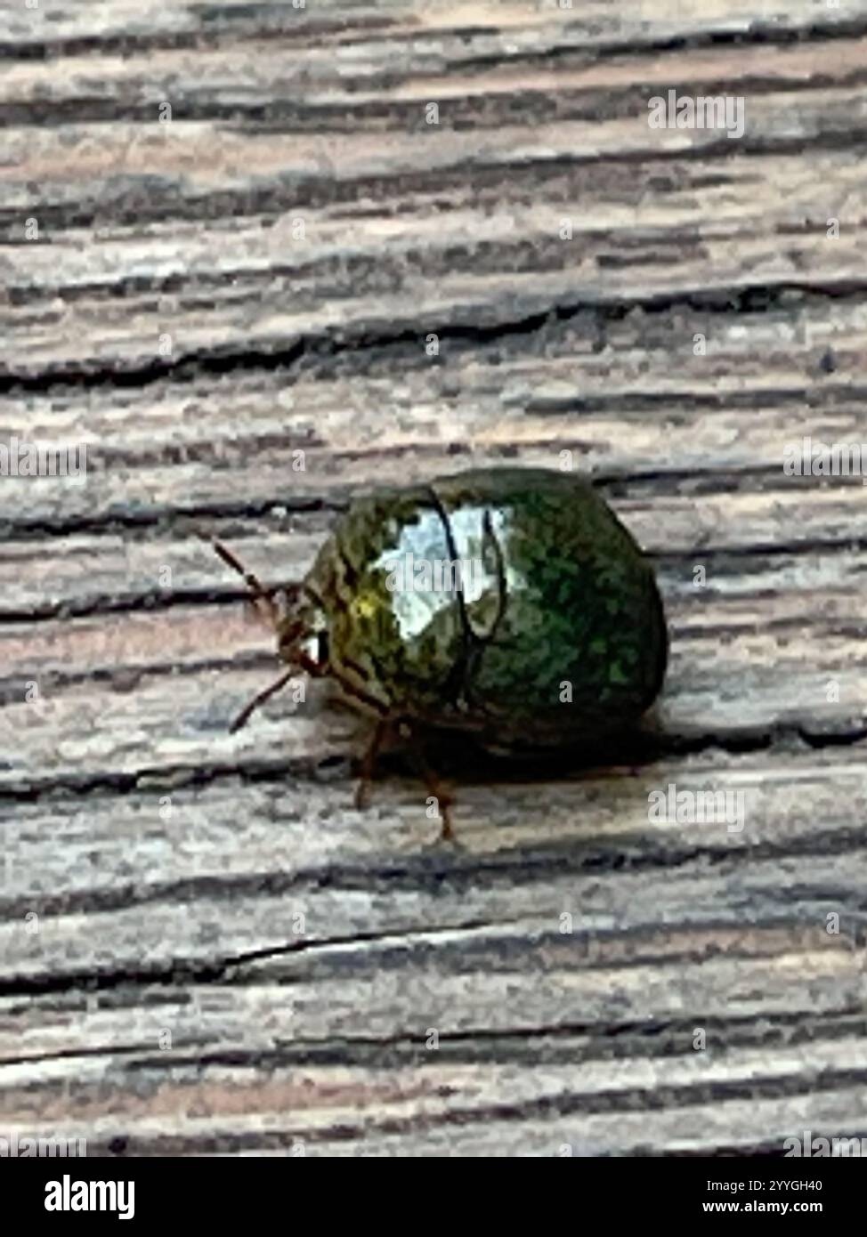 Kudzu Bug (Megacopta cribraria Stock Photo - Alamy