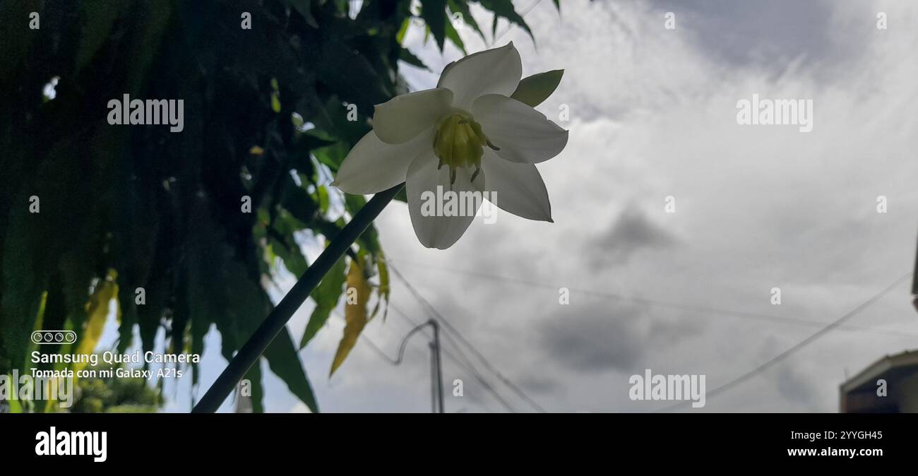 Amazon Lilies (Urceolina Stock Photo - Alamy