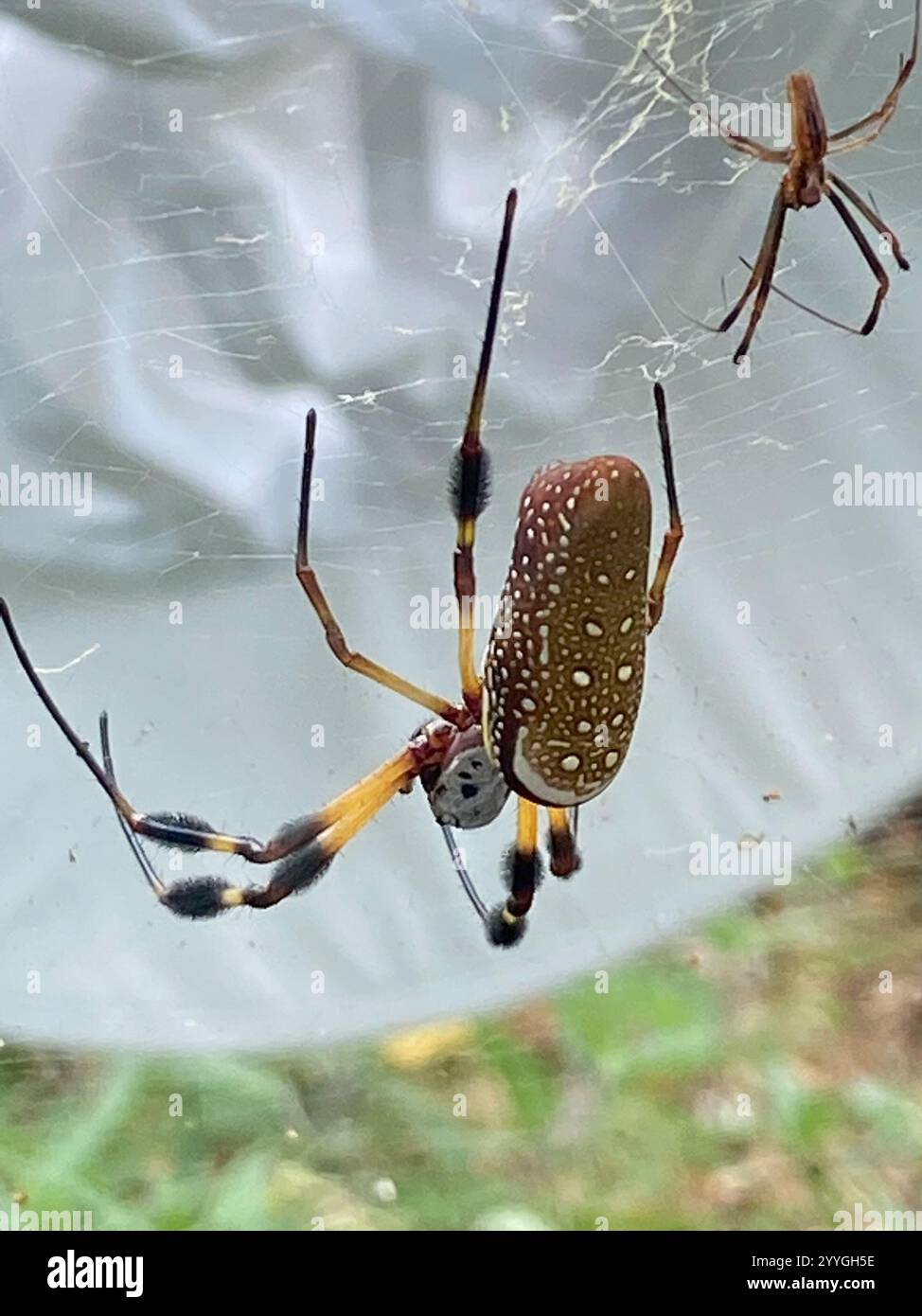 Golden Silk Spider (Trichonephila clavipes Stock Photo - Alamy