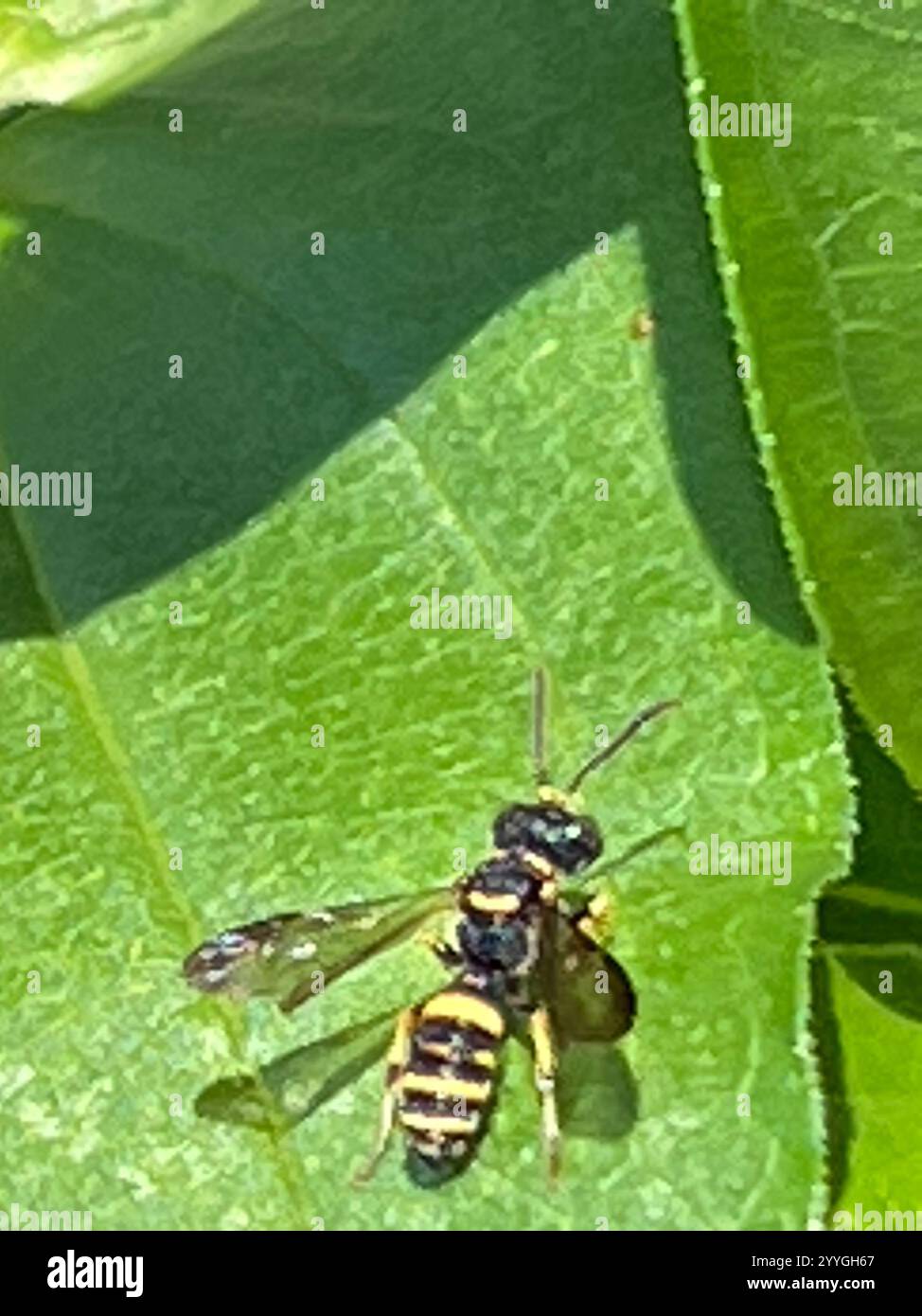 Typical Weevil Wasps and Allies (Cerceris Stock Photo - Alamy