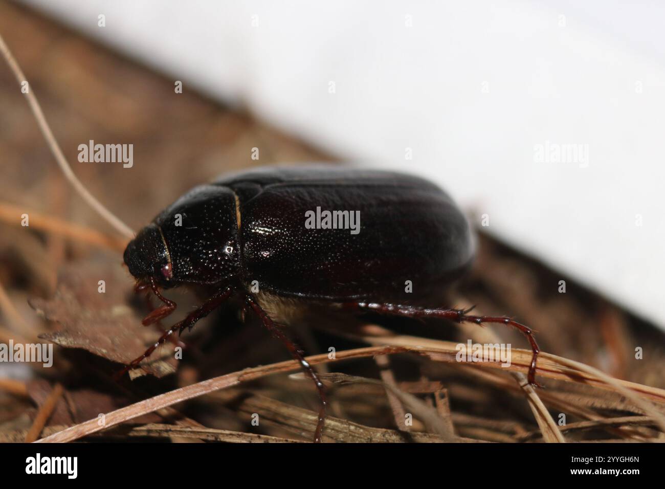 May Beetles (Phyllophaga Stock Photo - Alamy