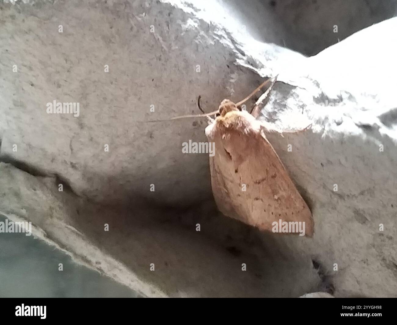 The Clay (Mythimna ferrago Stock Photo - Alamy