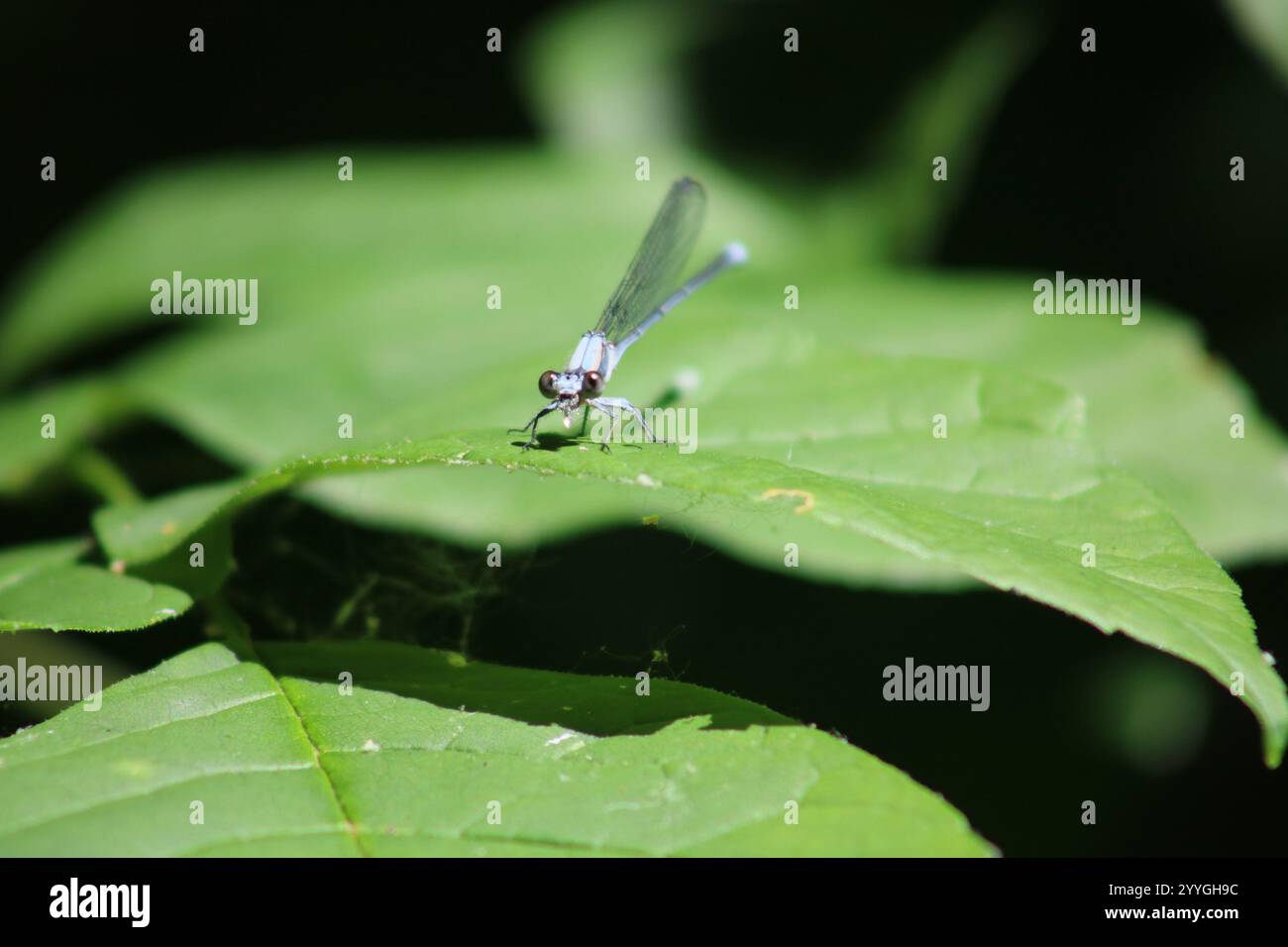 Powdered Dancer (Argia moesta Stock Photo - Alamy