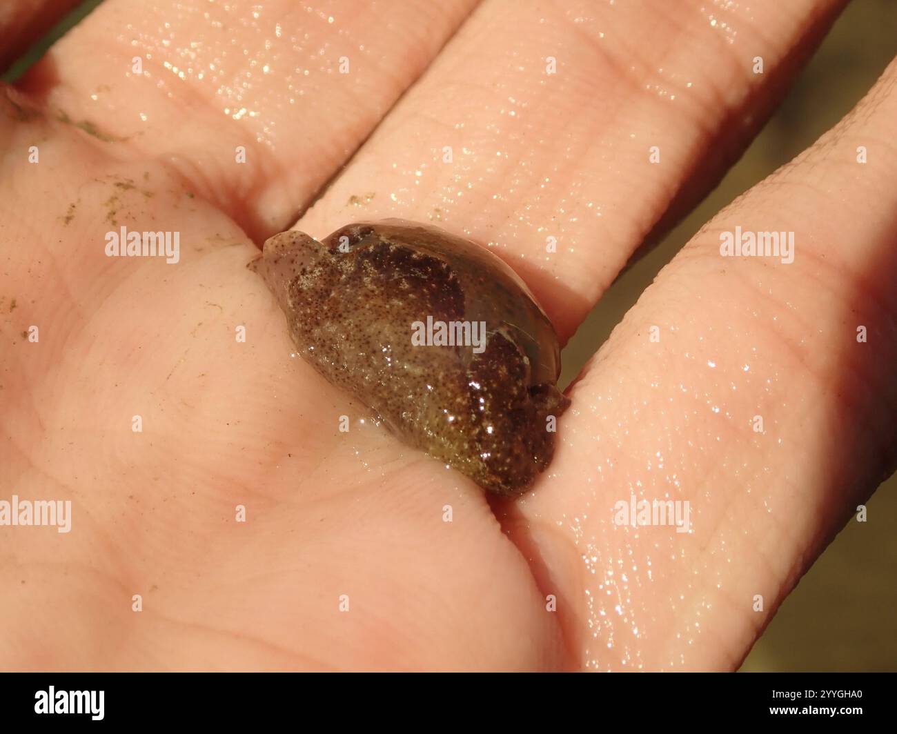 Japanese Bubble Snail (Haloa japonica Stock Photo - Alamy