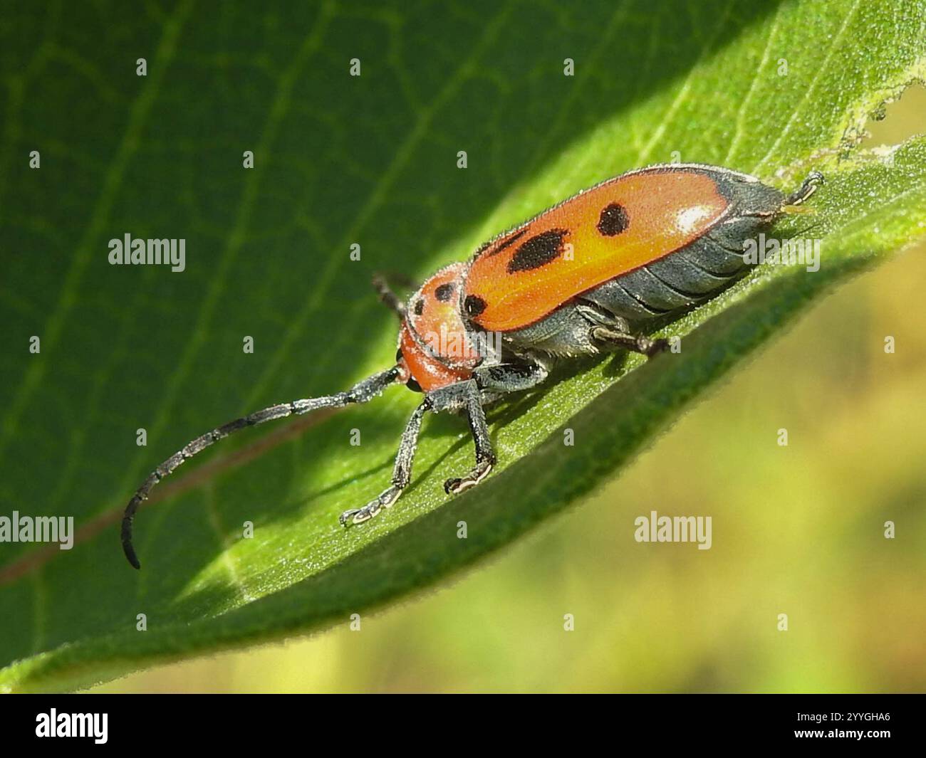 Red Milkweed Beetle (Tetraopes tetrophthalmus Stock Photo - Alamy