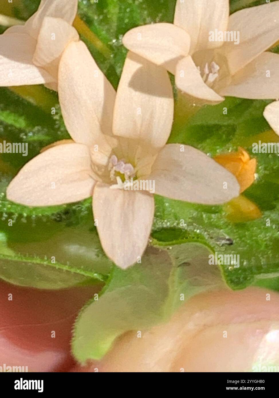 grand collomia (Collomia grandiflora Stock Photo - Alamy