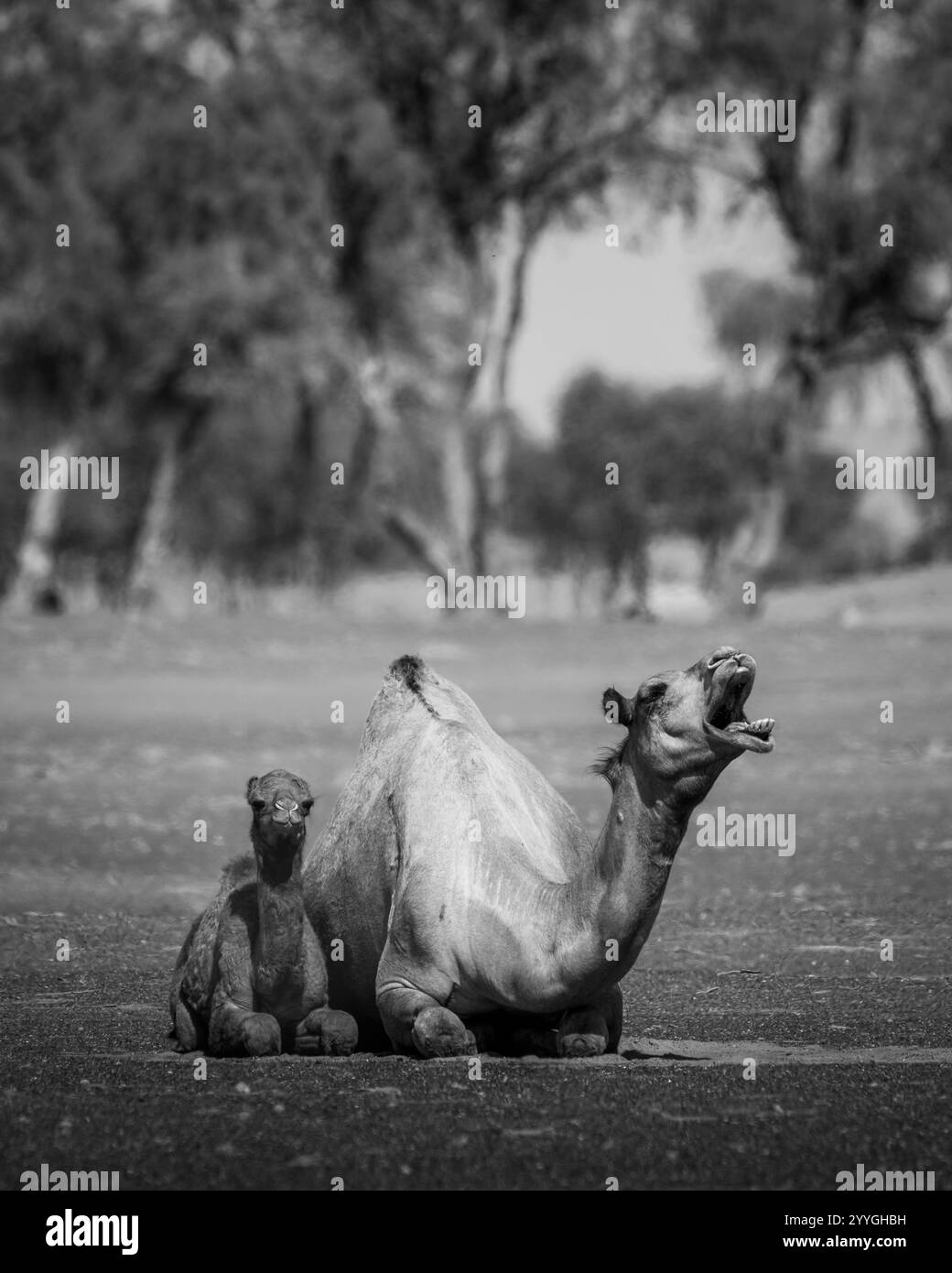 Baby camel desert hi-res stock photography and images - Alamy