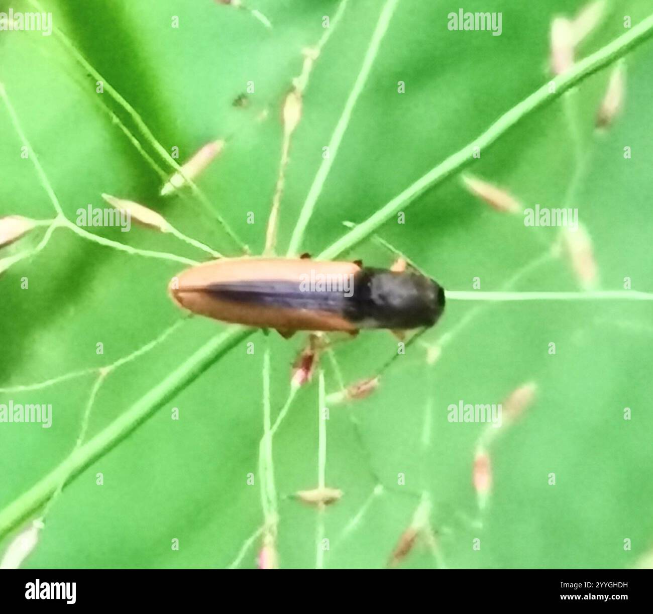 margined click beetle (Dalopius marginatus Stock Photo - Alamy