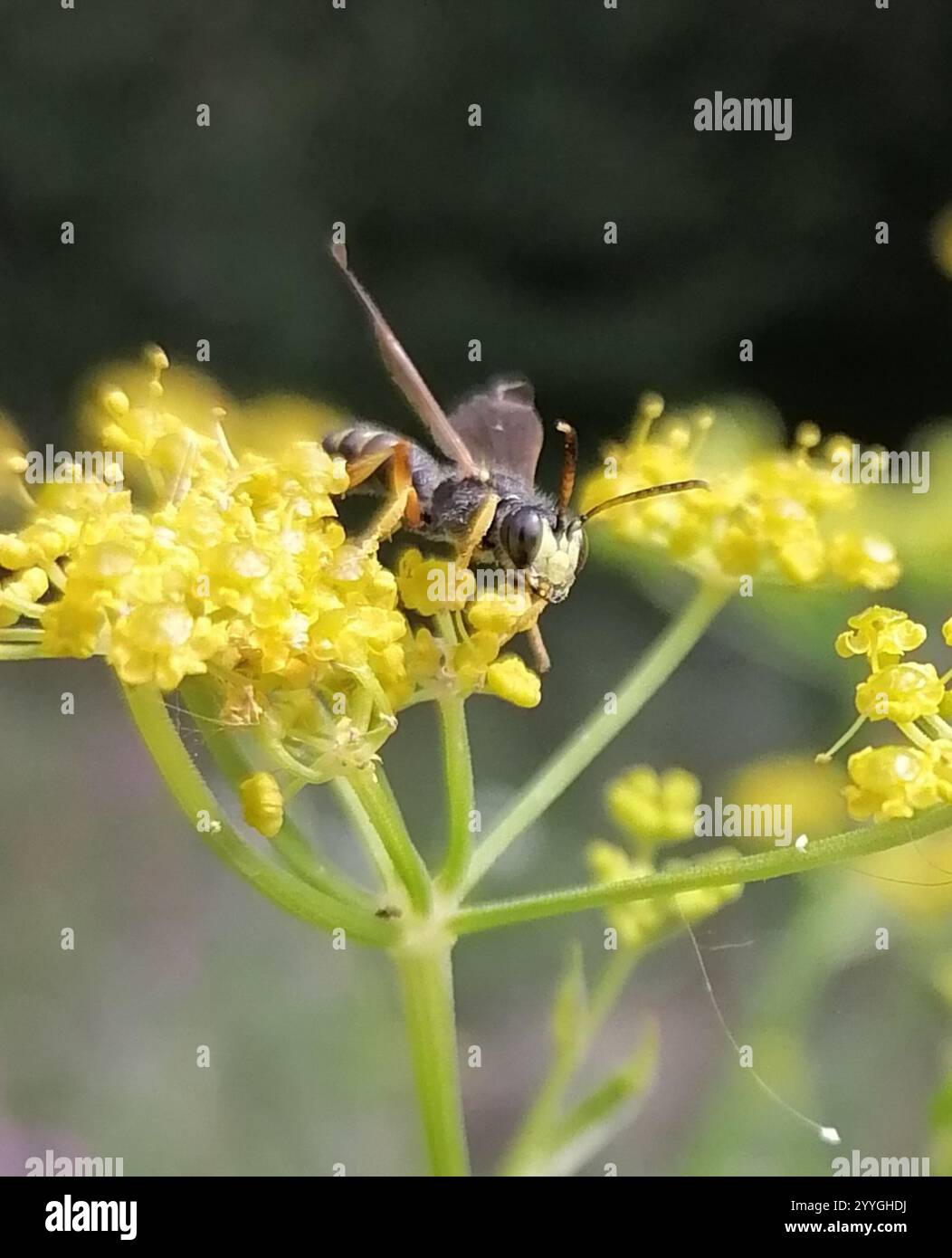 Typical Weevil Wasps and Allies (Cerceris Stock Photo - Alamy