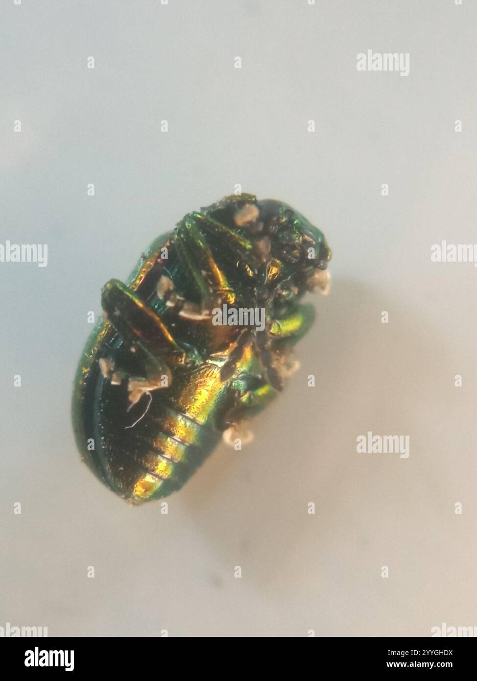 Dead-nettle Leaf Beetle (Fasta fastuosa Stock Photo - Alamy