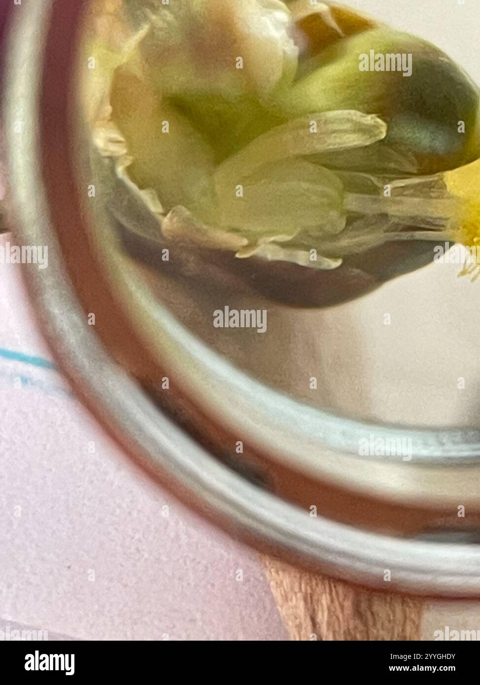 Bog Yellow-eyed Grass (Xyris difformis Stock Photo - Alamy