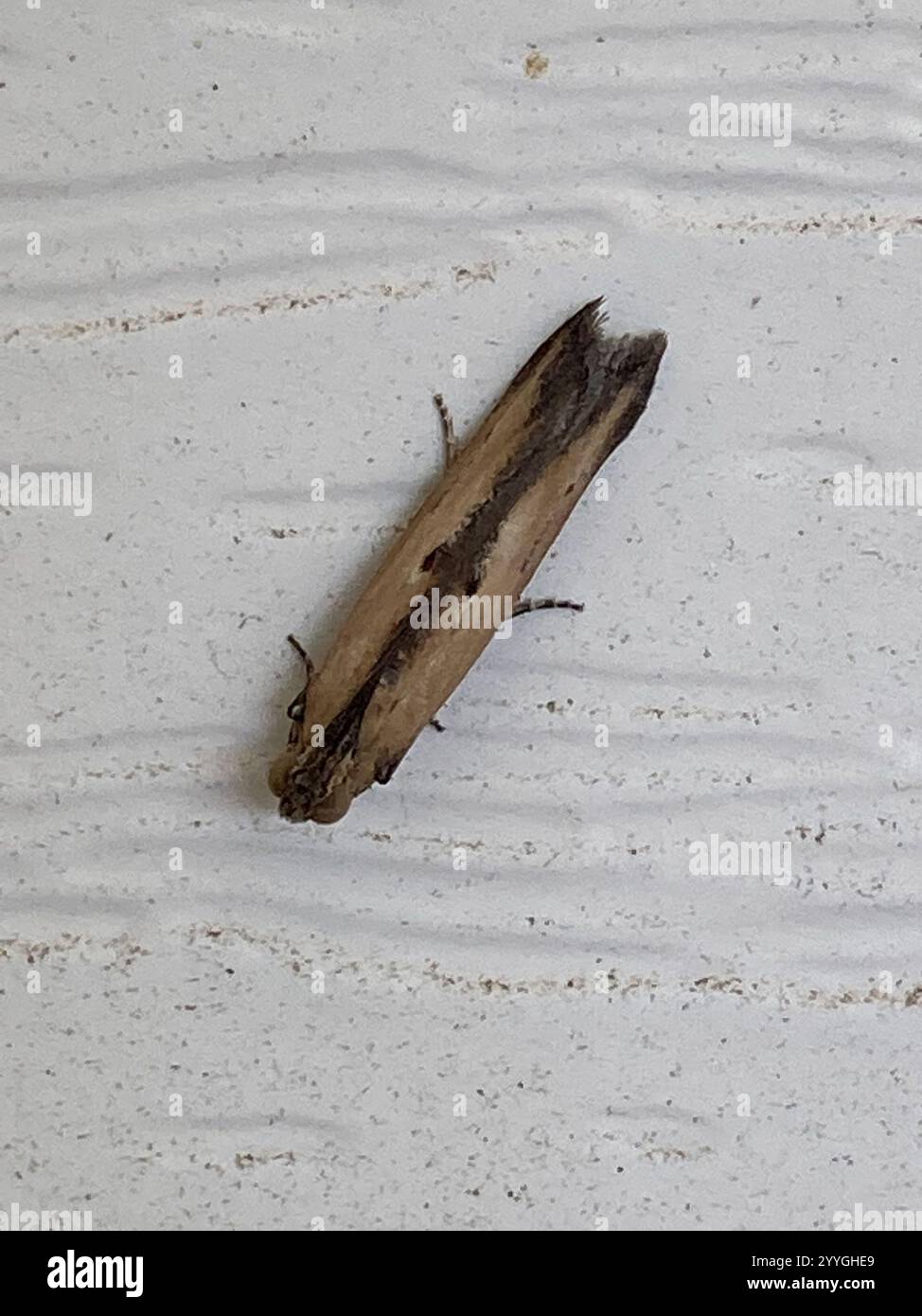 Lesser Cornstalk Borer Moth (Elasmopalpus lignosella Stock Photo - Alamy