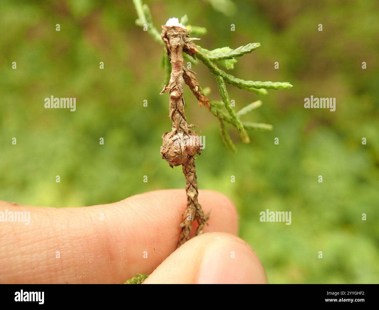 Cedar-apple rust (Gymnosporangium juniperi-virginianae Stock Photo - Alamy