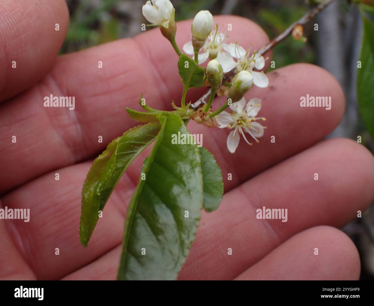 Bitter cherry (Prunus emarginata Stock Photo - Alamy