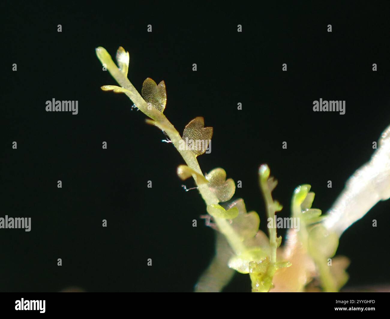 Inflated Notchwort (Gymnocolea inflata Stock Photo - Alamy