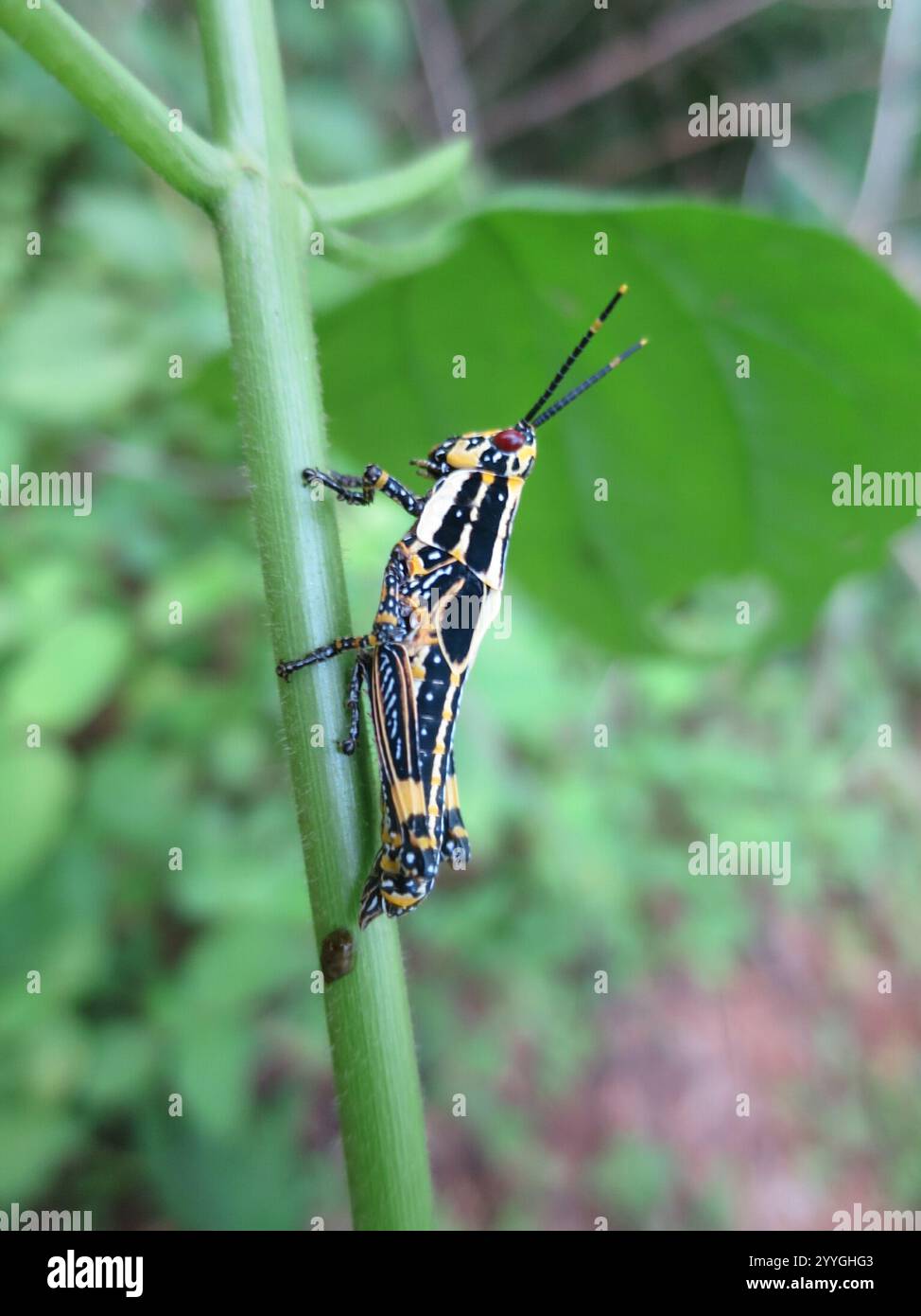 Variegated grasshopper (Zonocerus variegatus Stock Photo - Alamy