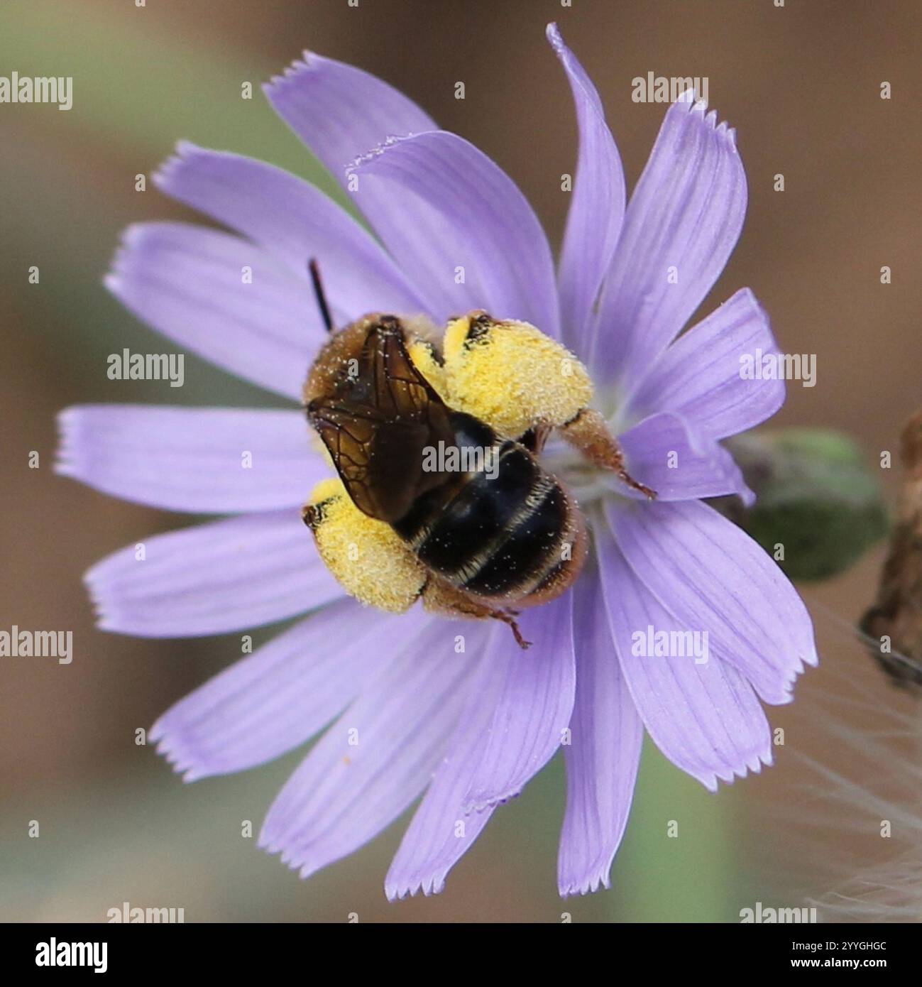 Mining Bees (Andrena Stock Photo - Alamy