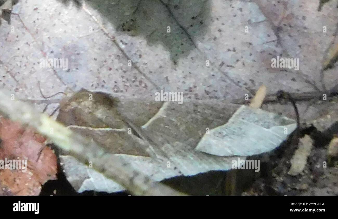 Maple Looper Moth (Parallelia bistriaris Stock Photo - Alamy