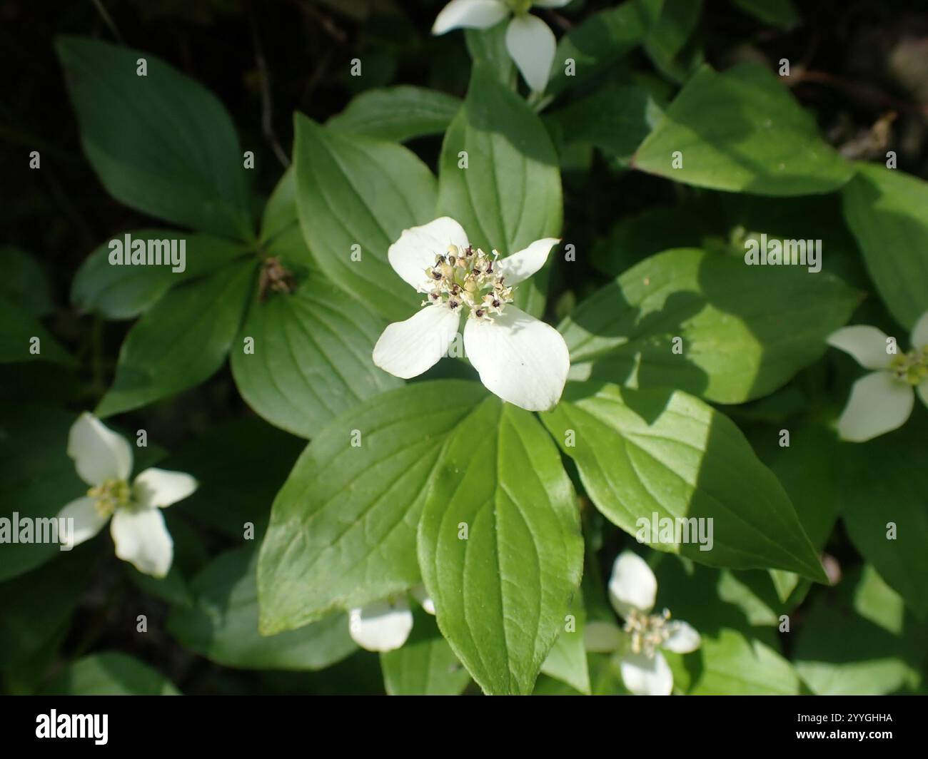 Canadian bunchberry (Cornus canadensis Stock Photo - Alamy
