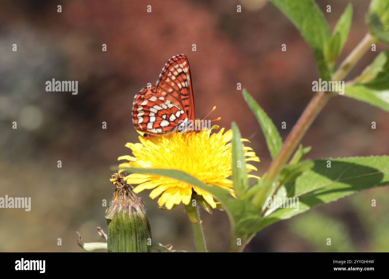 Anicia Checkerspot (Euphydryas anicia Stock Photo - Alamy
