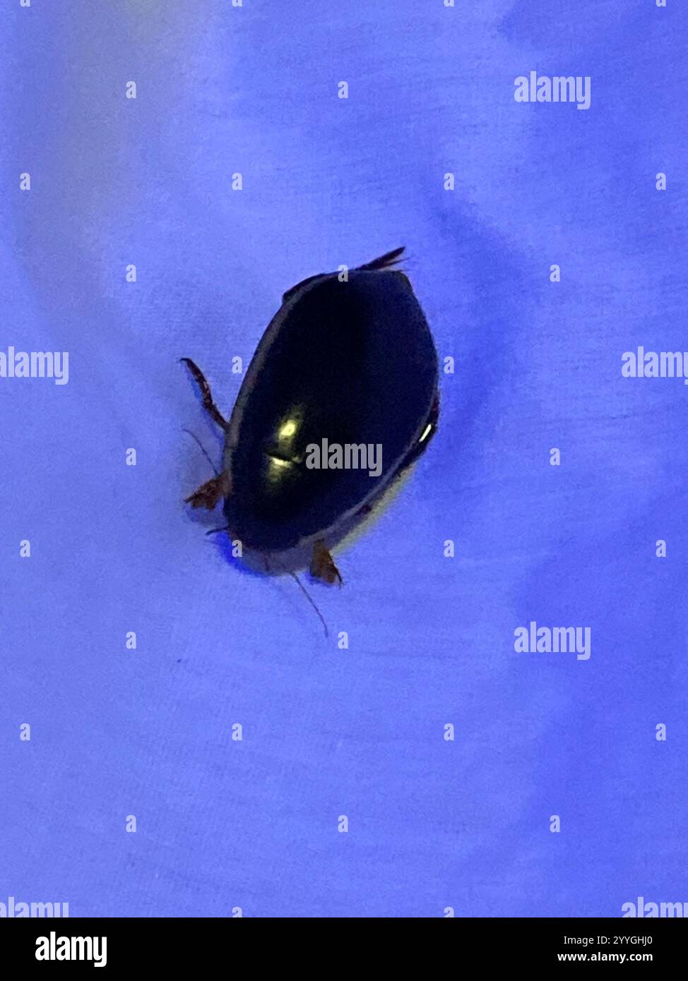 Fringed Diving Beetle (Cybister fimbriolatus Stock Photo - Alamy