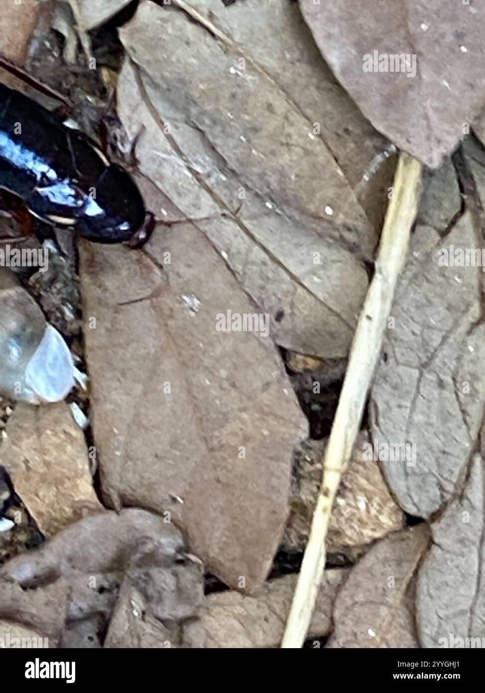 Turkestan Cockroach (Periplaneta lateralis Stock Photo - Alamy