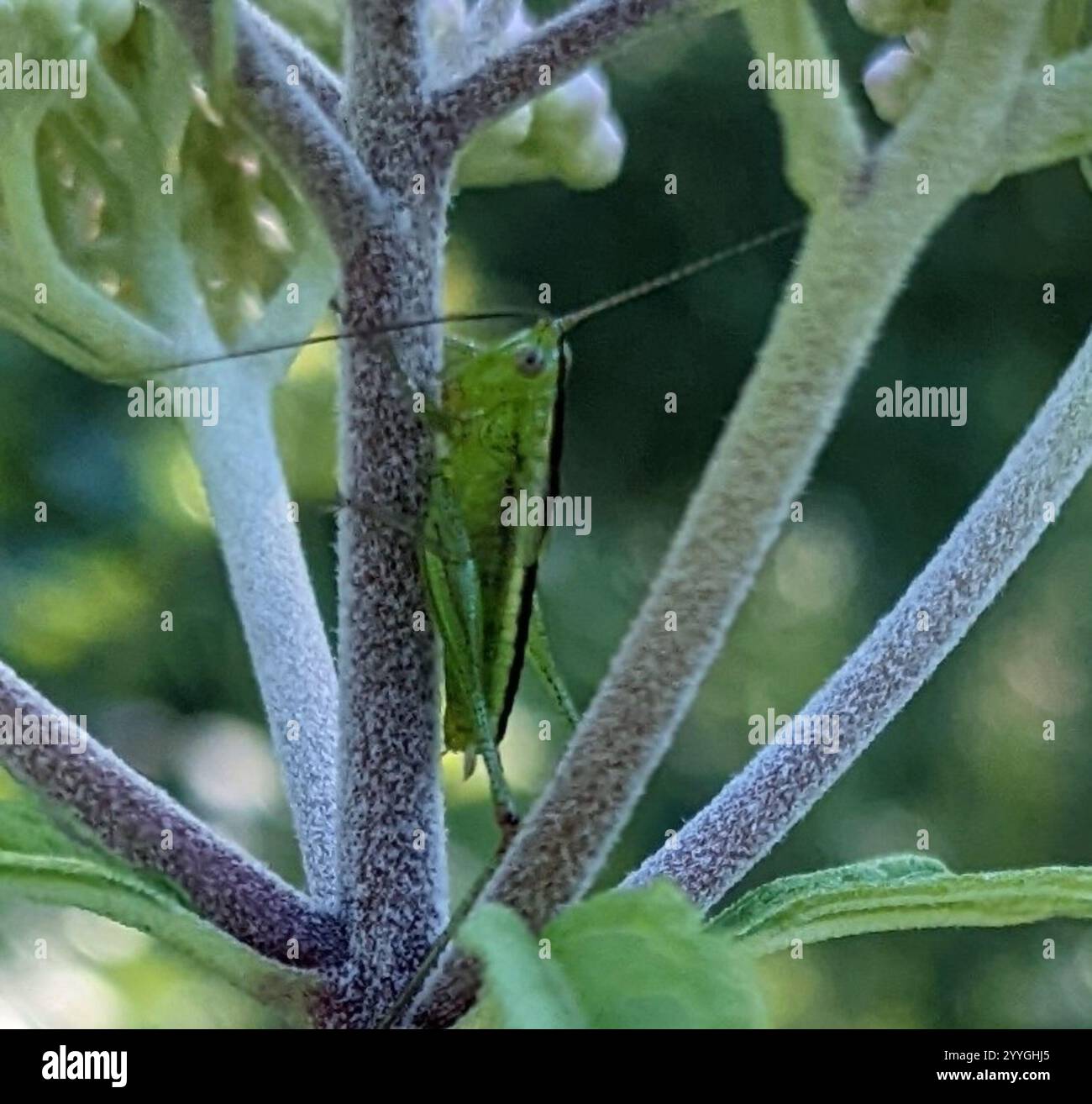Lesser Meadow Katydids (Conocephalus Stock Photo - Alamy