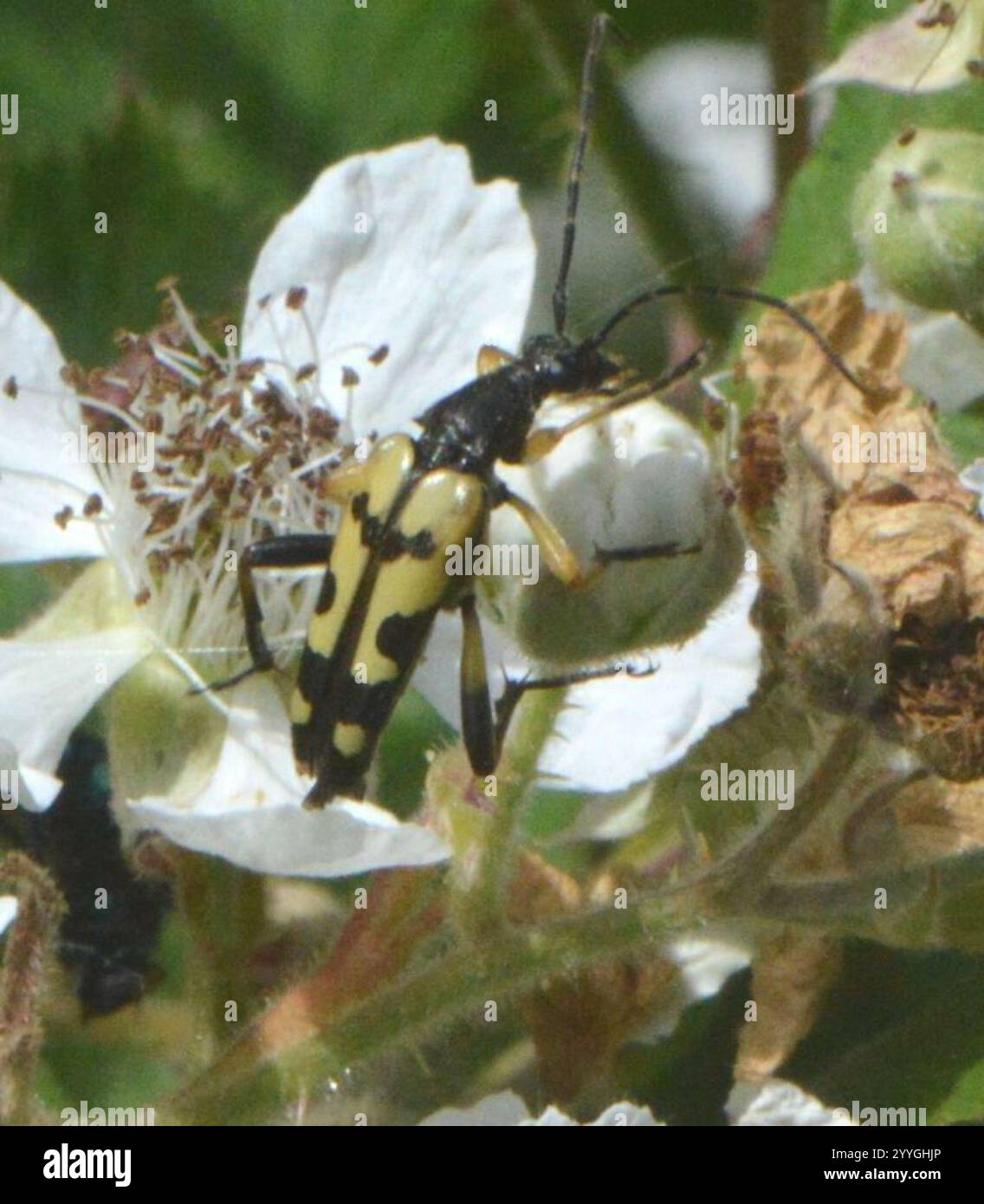 Spotted Longhorn Beetle (Rutpela maculata Stock Photo - Alamy