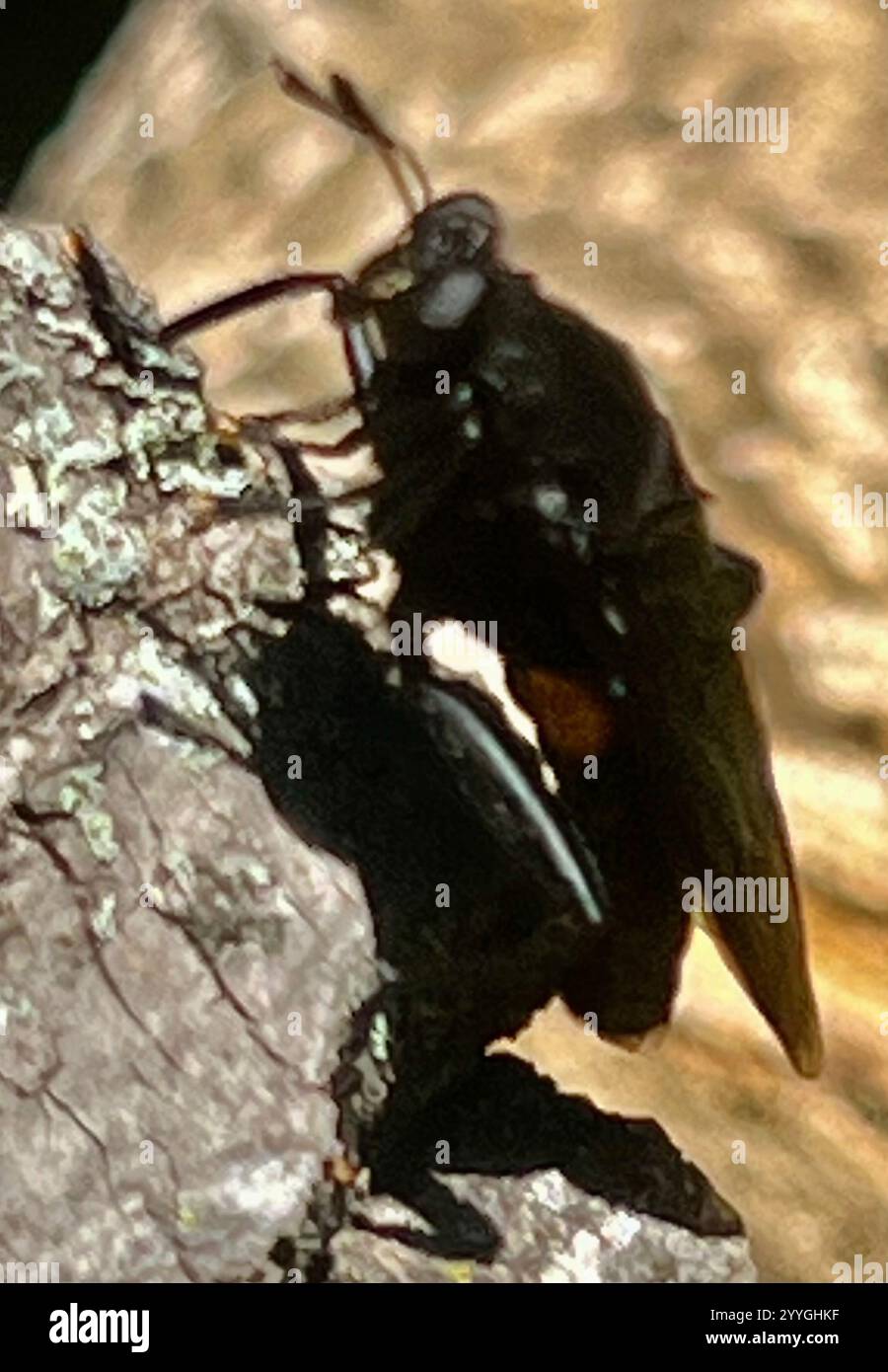 Clubbed mydas fly hi-res stock photography and images - Alamy