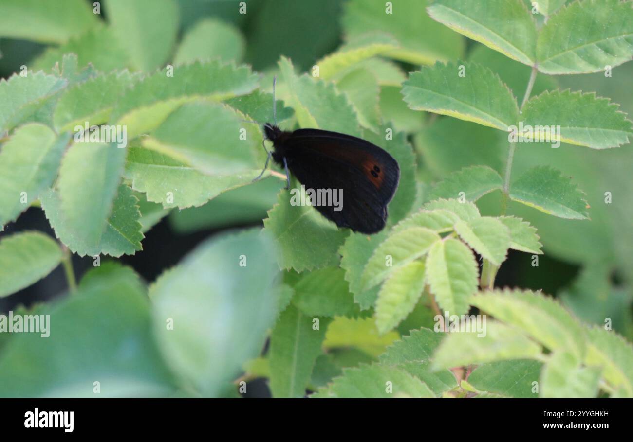 Common Alpine (Erebia epipsodea Stock Photo - Alamy